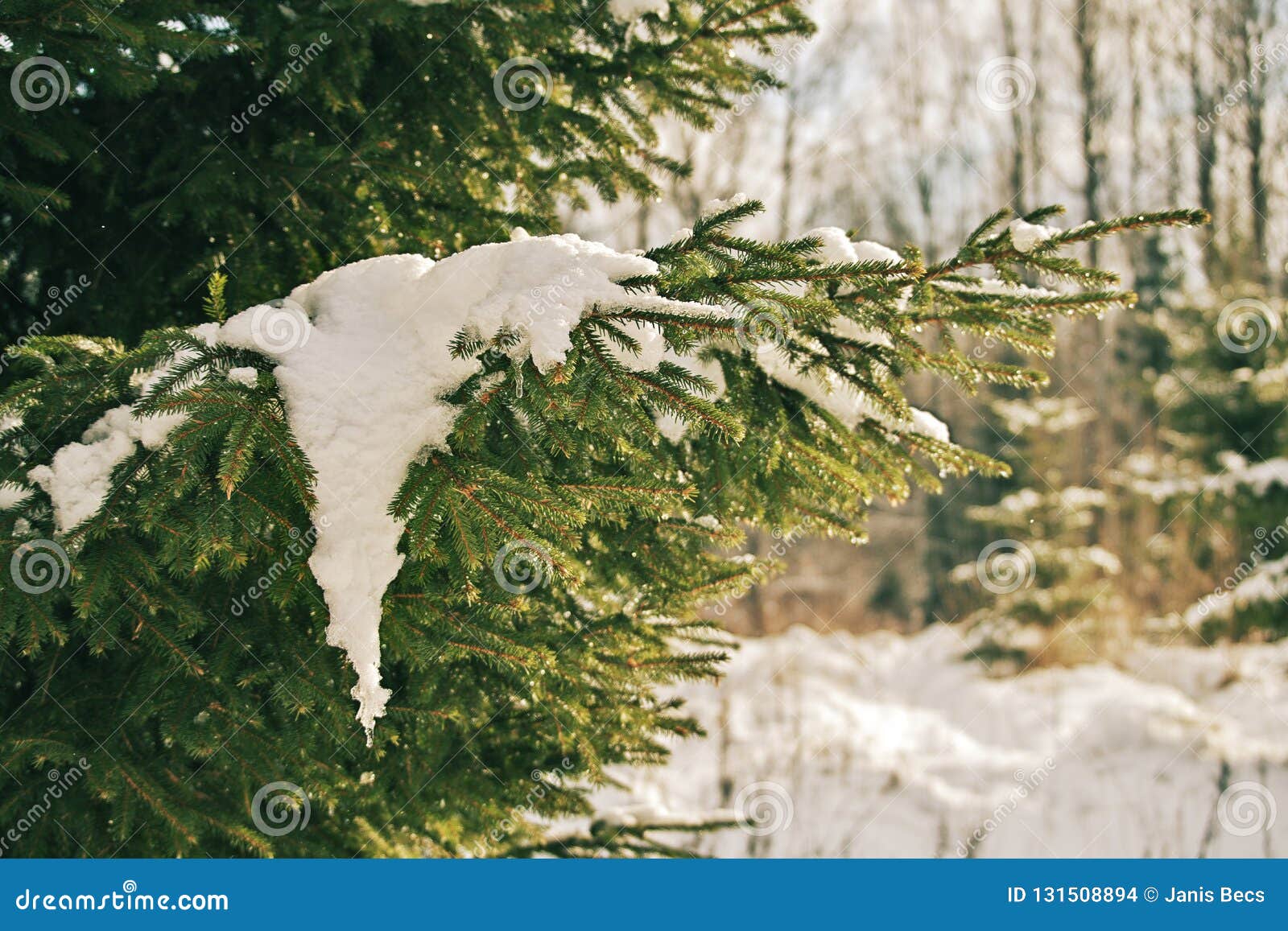 Bright-lit Spruce-tree Covered with Ice and Snow Stock Photo - Image of ...