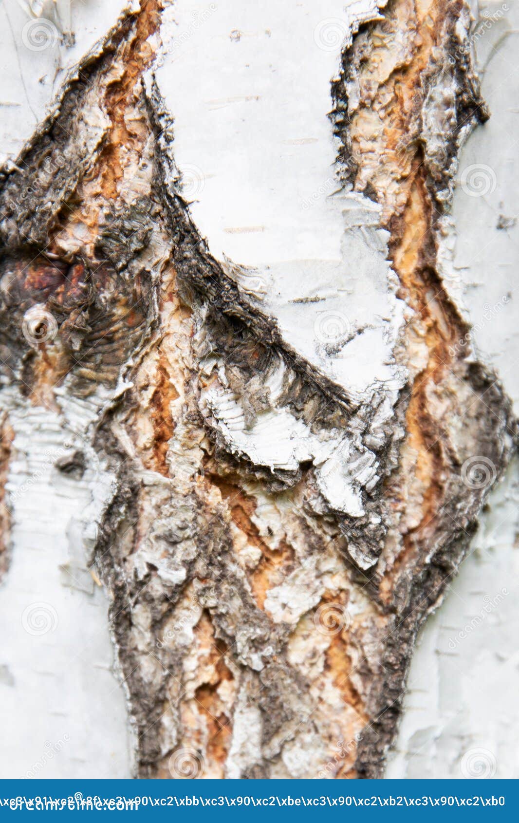 Horizontal Wood Texture Background Surface with Natural Pattern. Rustic ...