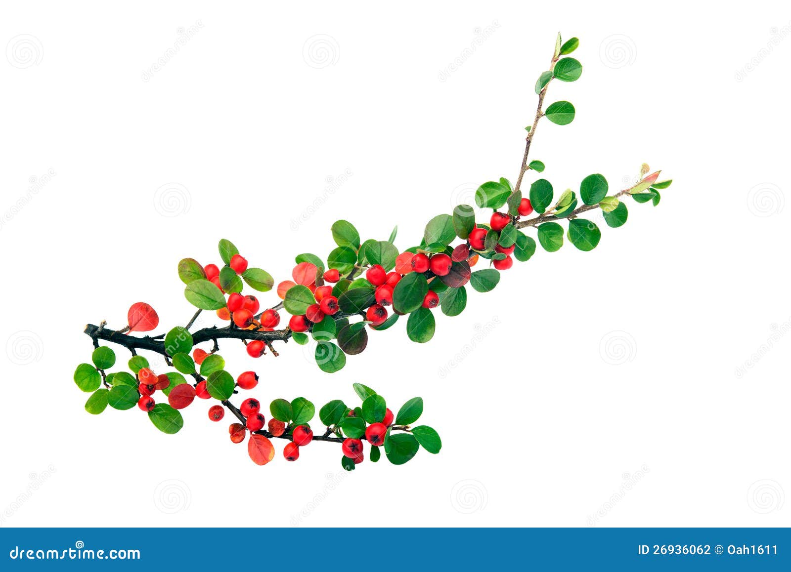 Horizontalis branch stock photo. Image of plant, garden - 26936062