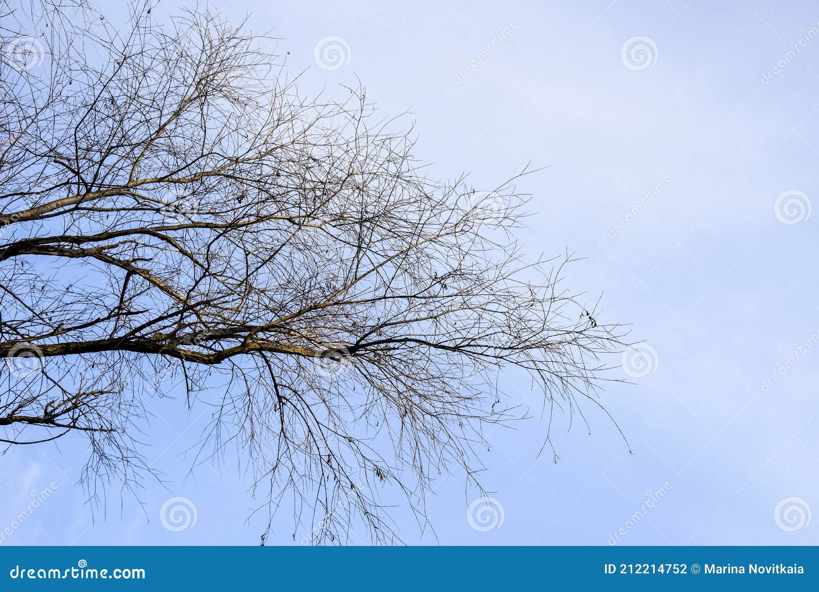 Horizontally Growing Branches of Tree without Leaves on Cloudy Sky ...