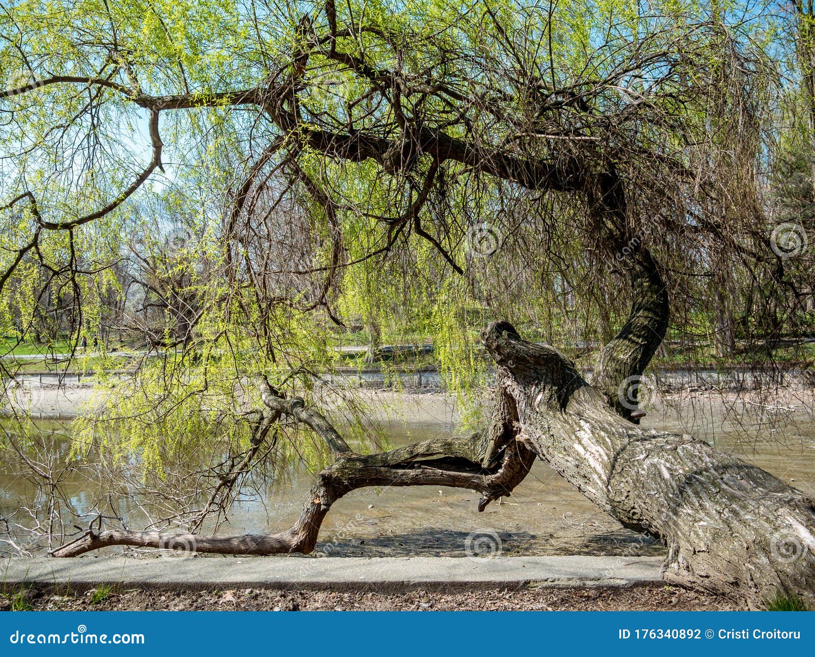 Horizontally Growing Tree in a Park Stock Photo - Image of growth ...