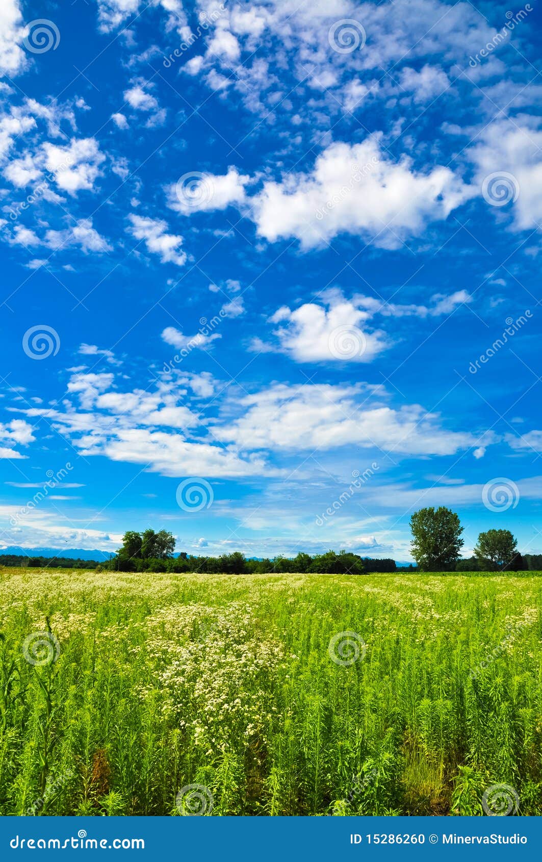 Horizonte Verde Del Prado Y Cielo Azul Foto de archivo - Imagen de ...