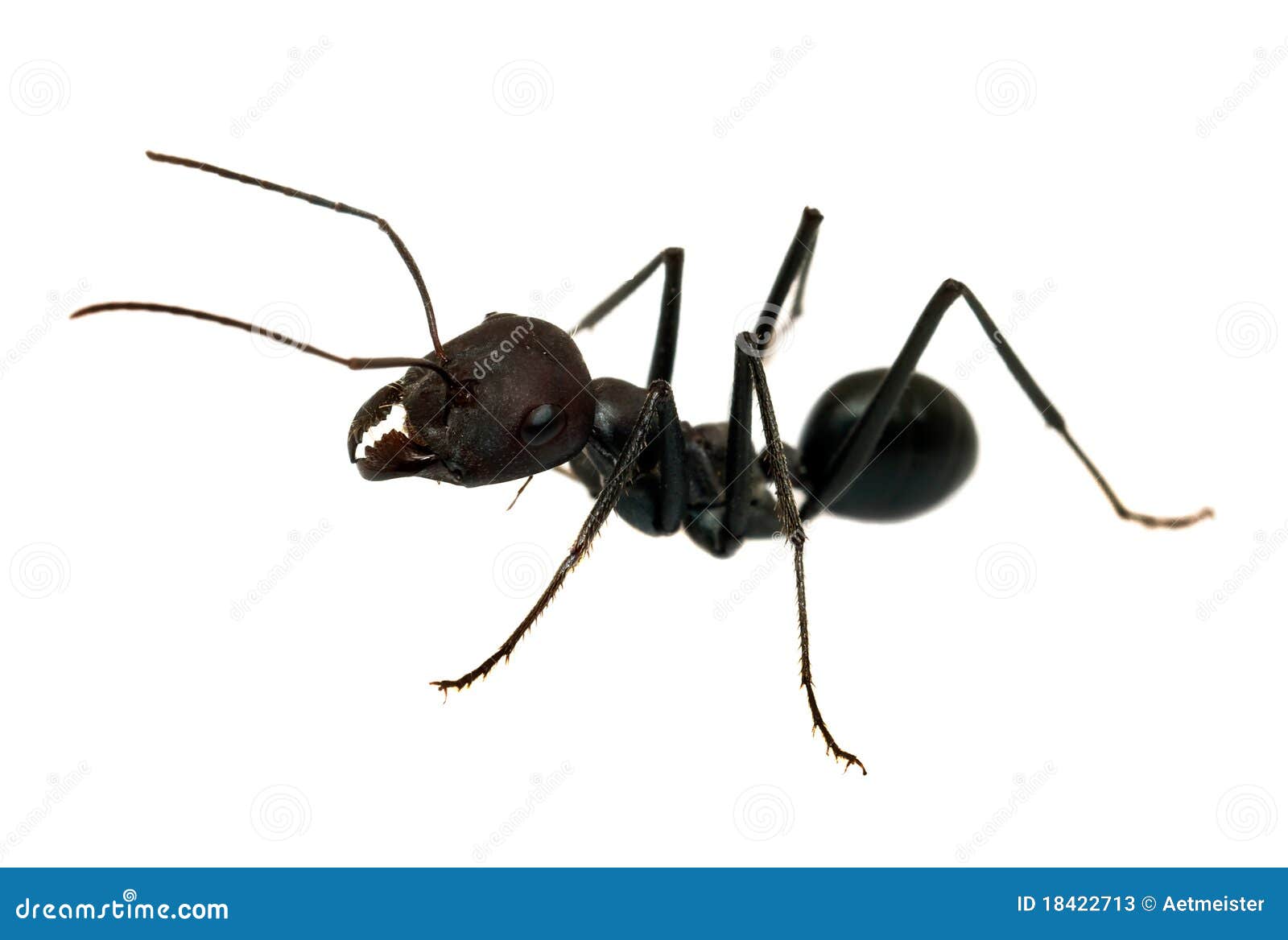 Hormiga Aislada En El Fondo Blanco Imagen de archivo - Imagen de pierna ...