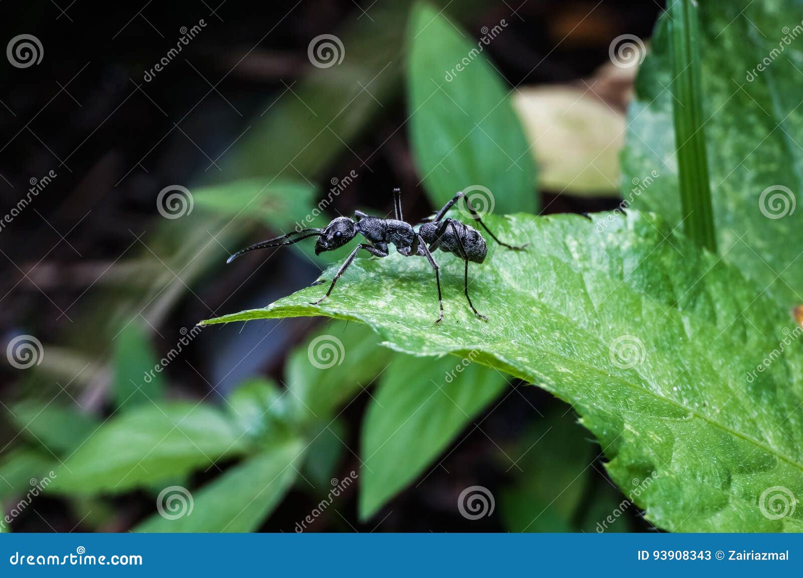 Hormiga gigante negra imagen de archivo. Imagen de hormiga - 93908343