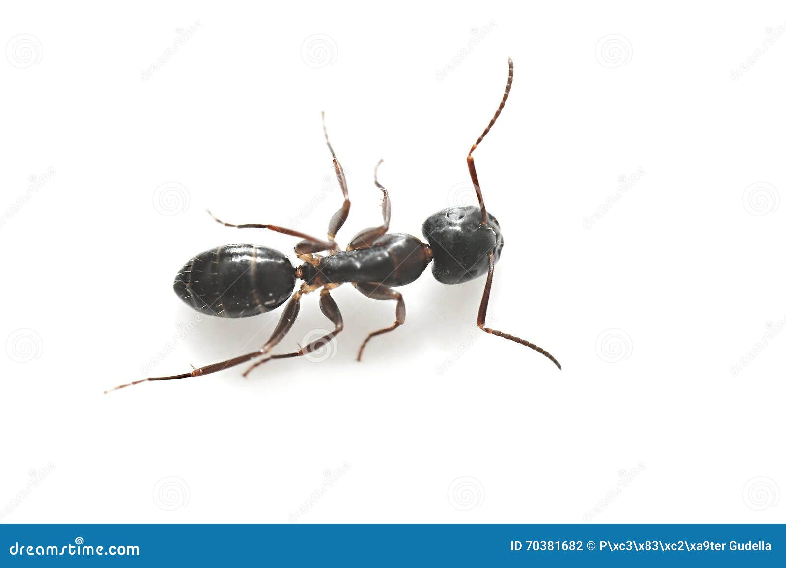 Hormiga Negra Común Del Jardín Foto de archivo - Imagen: 70381682