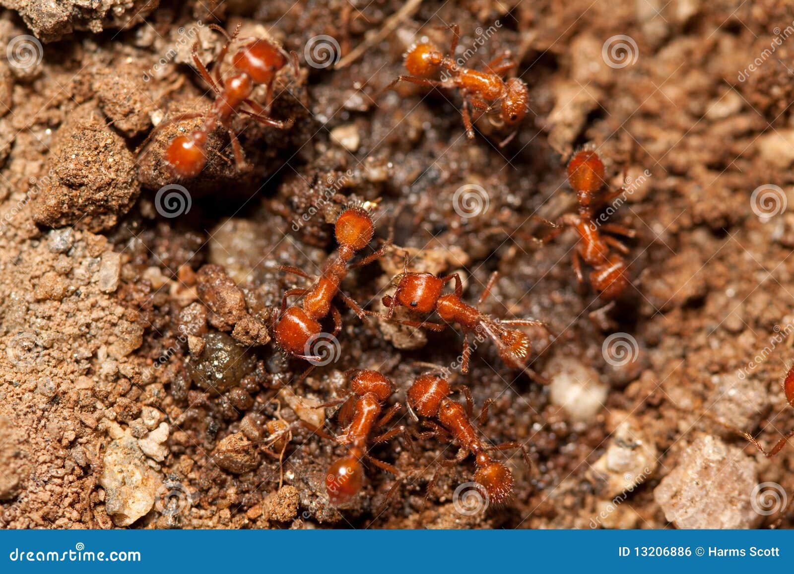 Hormiga roja foto de archivo. Imagen de ayuda, salvaje - 13206886