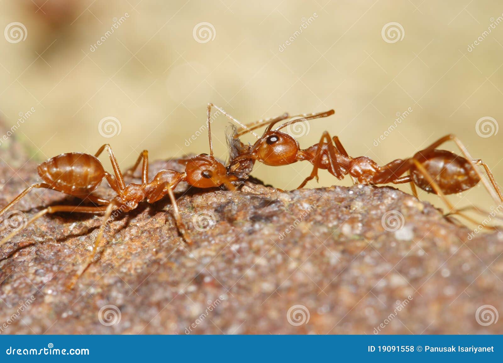 Hormiga roja foto de archivo. Imagen de rojo, continuar - 19091558