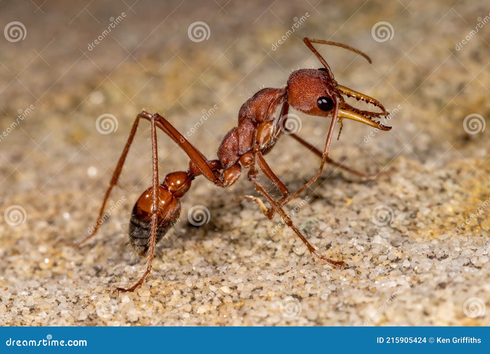 Hormiga toro australiana foto de archivo. Imagen de hormiga - 215905424