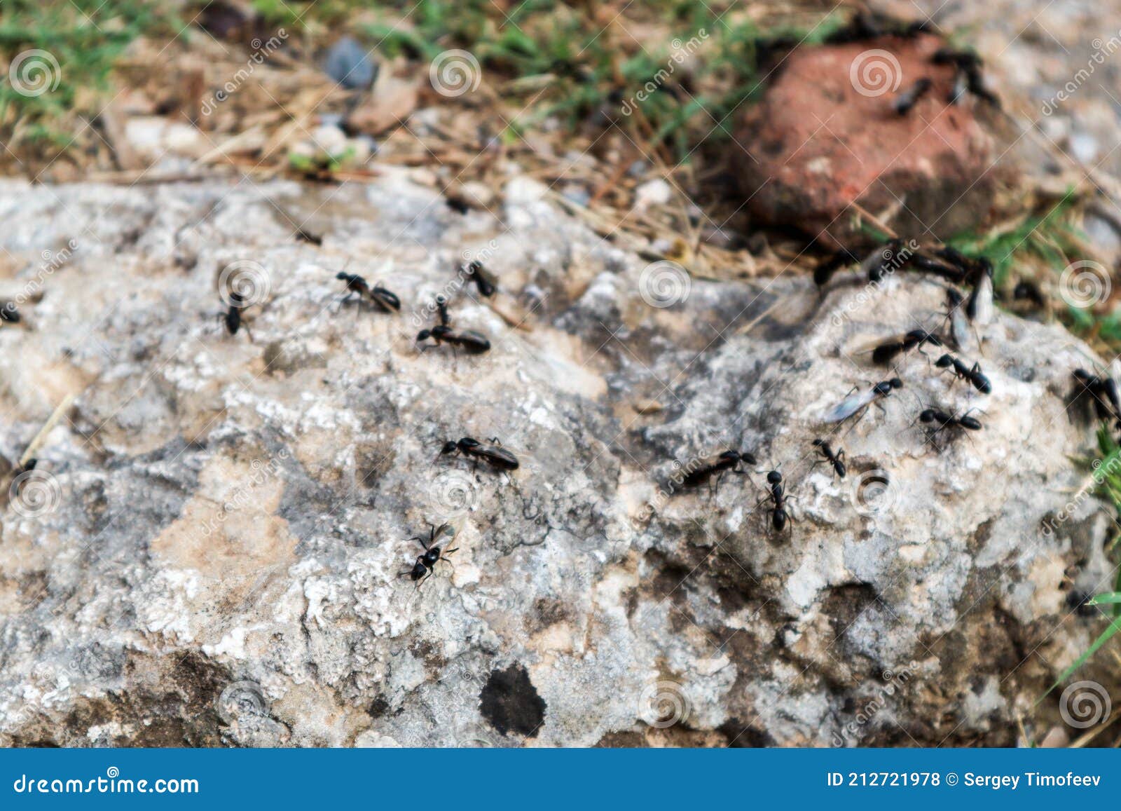 Hormigas Aladas Listas Para Volar Foto de archivo - Imagen de macro ...