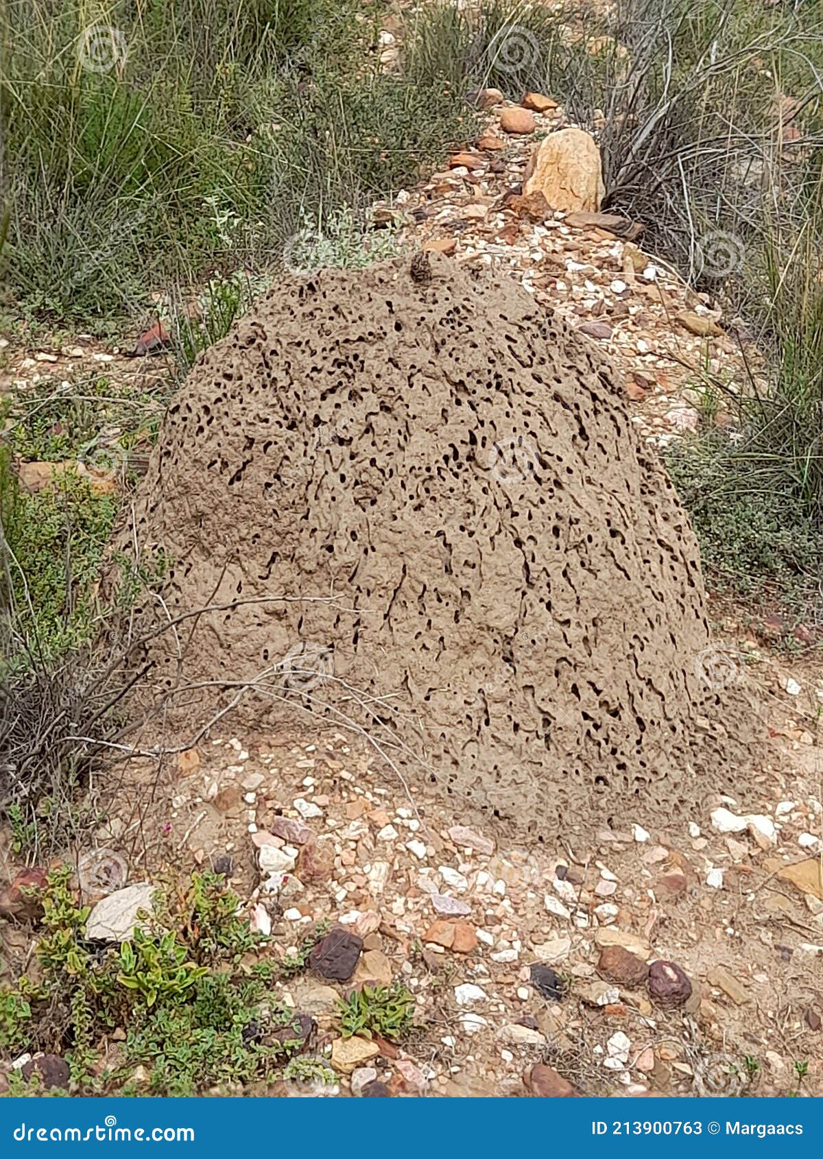 Hormigas anidan en granja imagen de archivo. Imagen de granja - 213900763