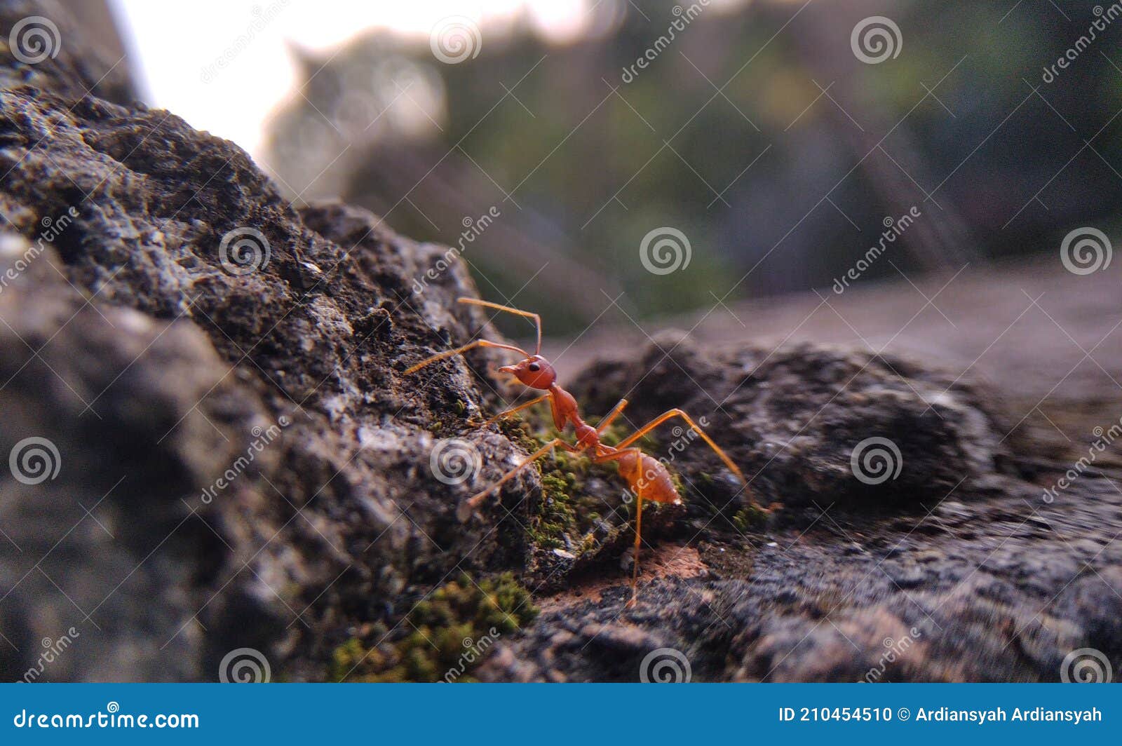 Hormigas Caminando Sobre La Roca Mirando Alrededor Foto de archivo ...