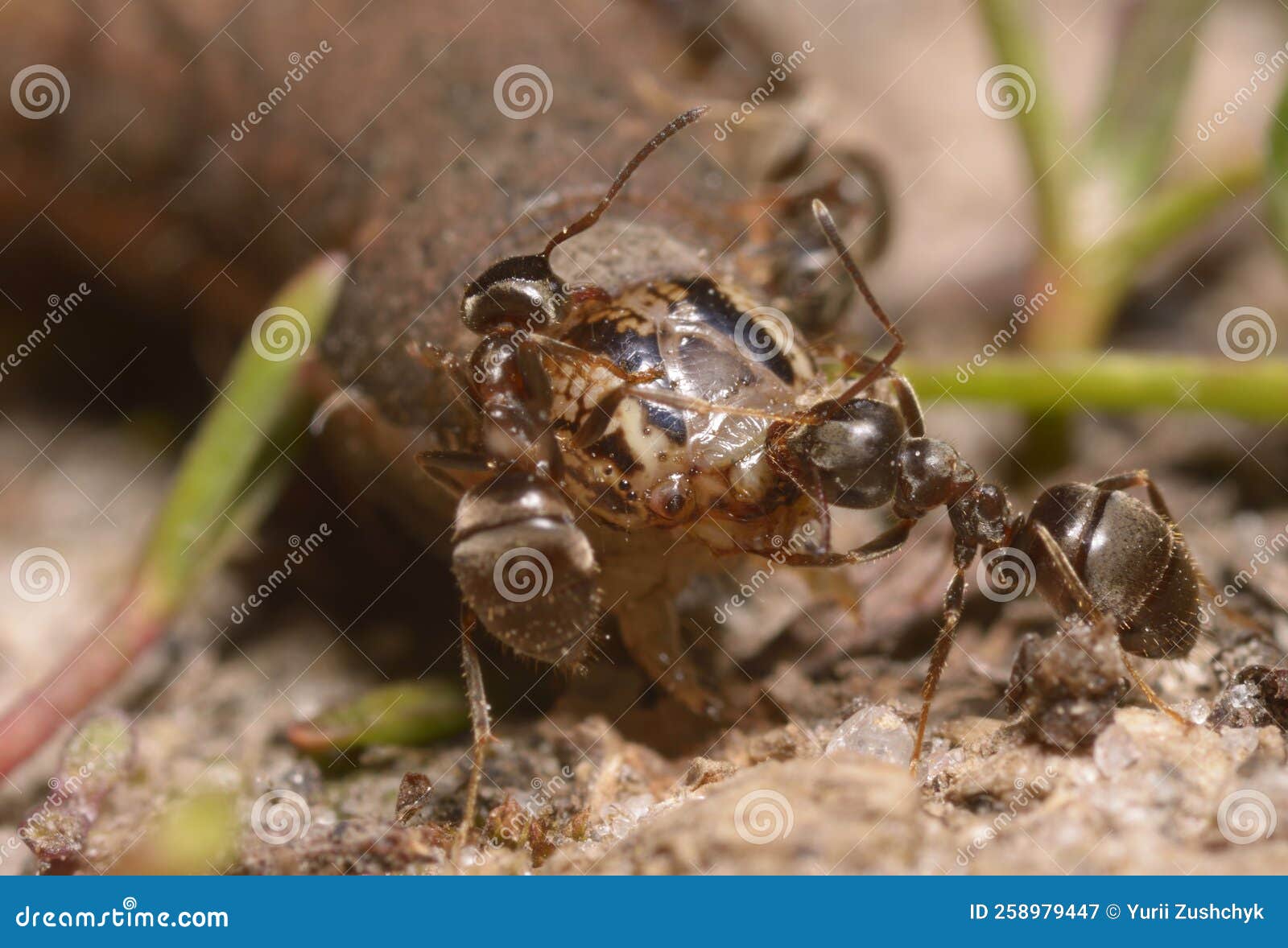 Hormigas Comiendo Oruga En El Suelo Imagen de archivo - Imagen de vida ...