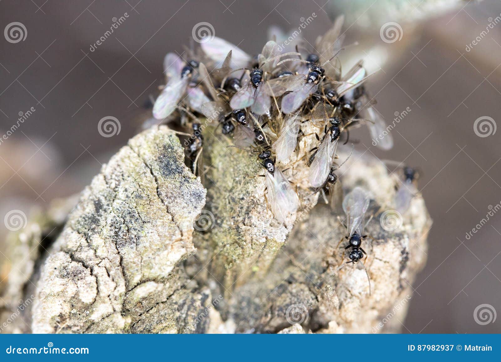 Hormigas Del Pavimento El Pulular Imagen de archivo - Imagen de reinas ...