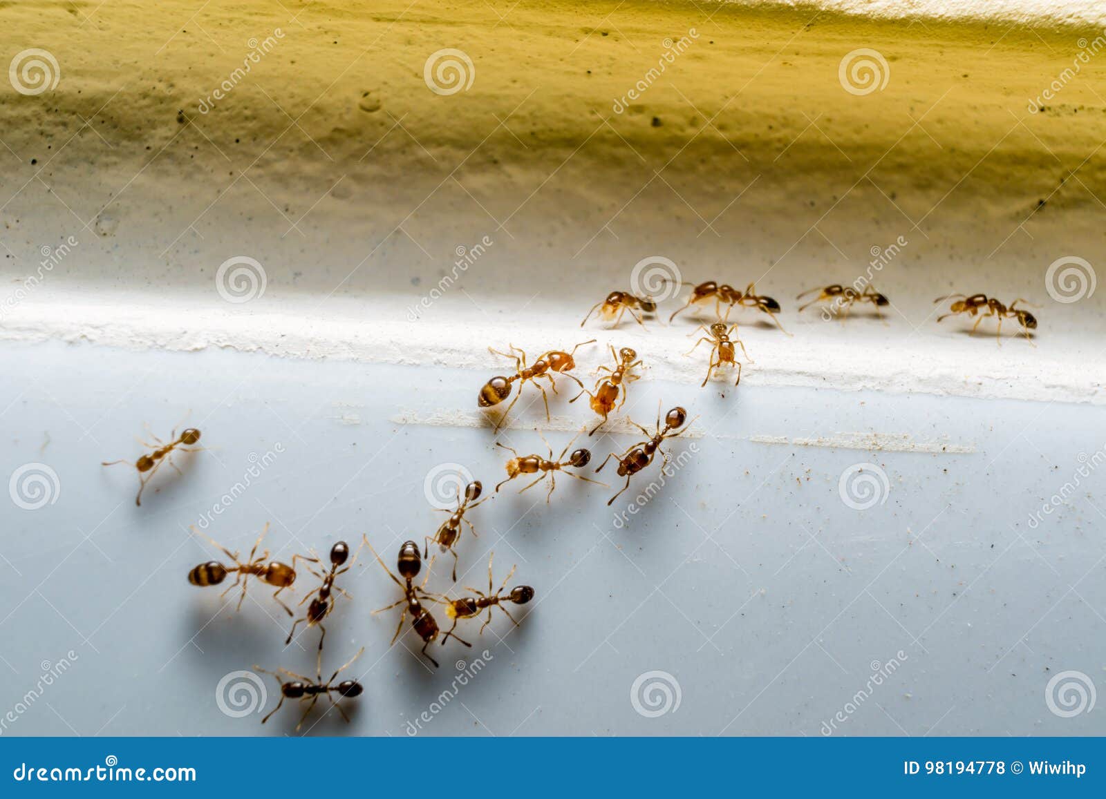 Hormigas en colorido foto de archivo. Imagen de colorido - 98194778