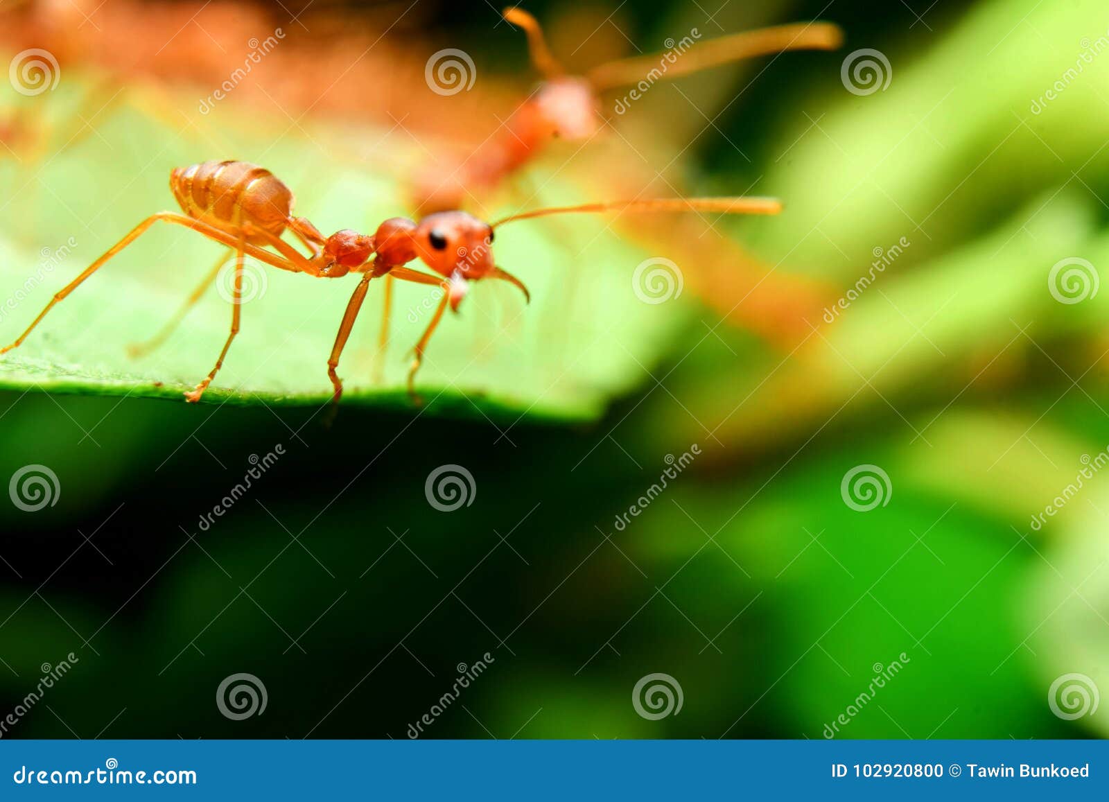 Hormigas rojas foto de archivo. Imagen de primer, hormigas - 102920800