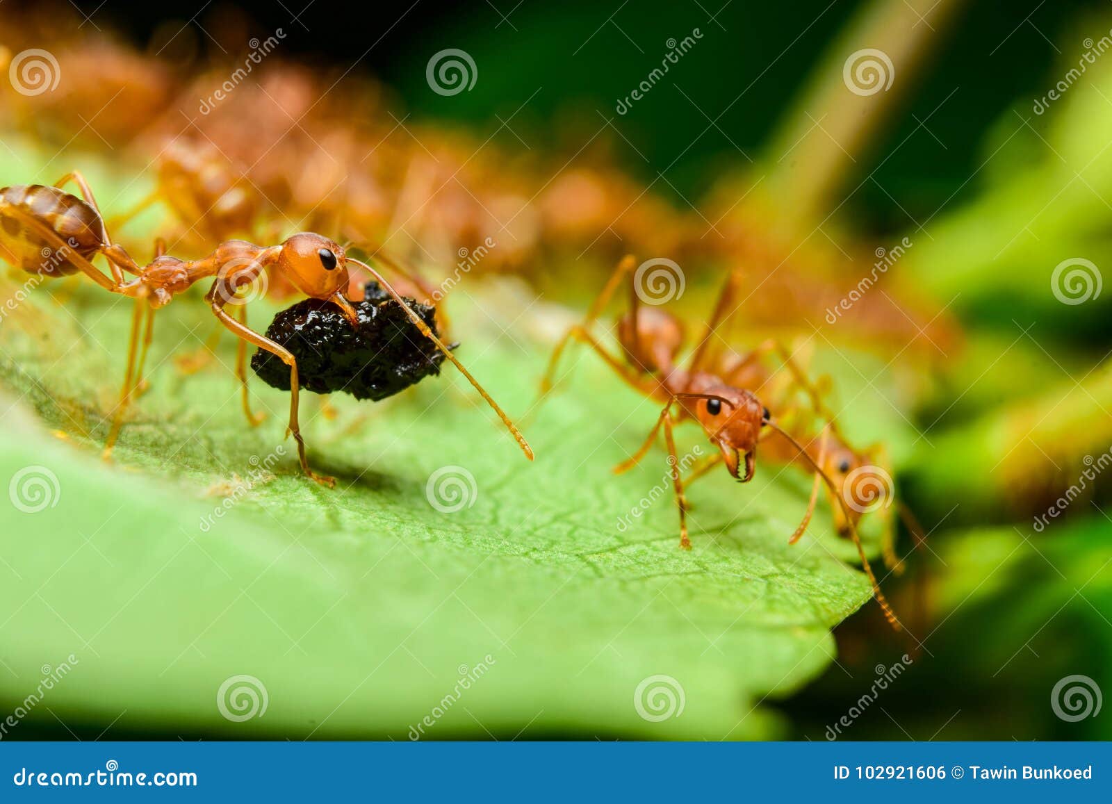 Hormigas rojas foto de archivo. Imagen de blanco, grupo - 102921606