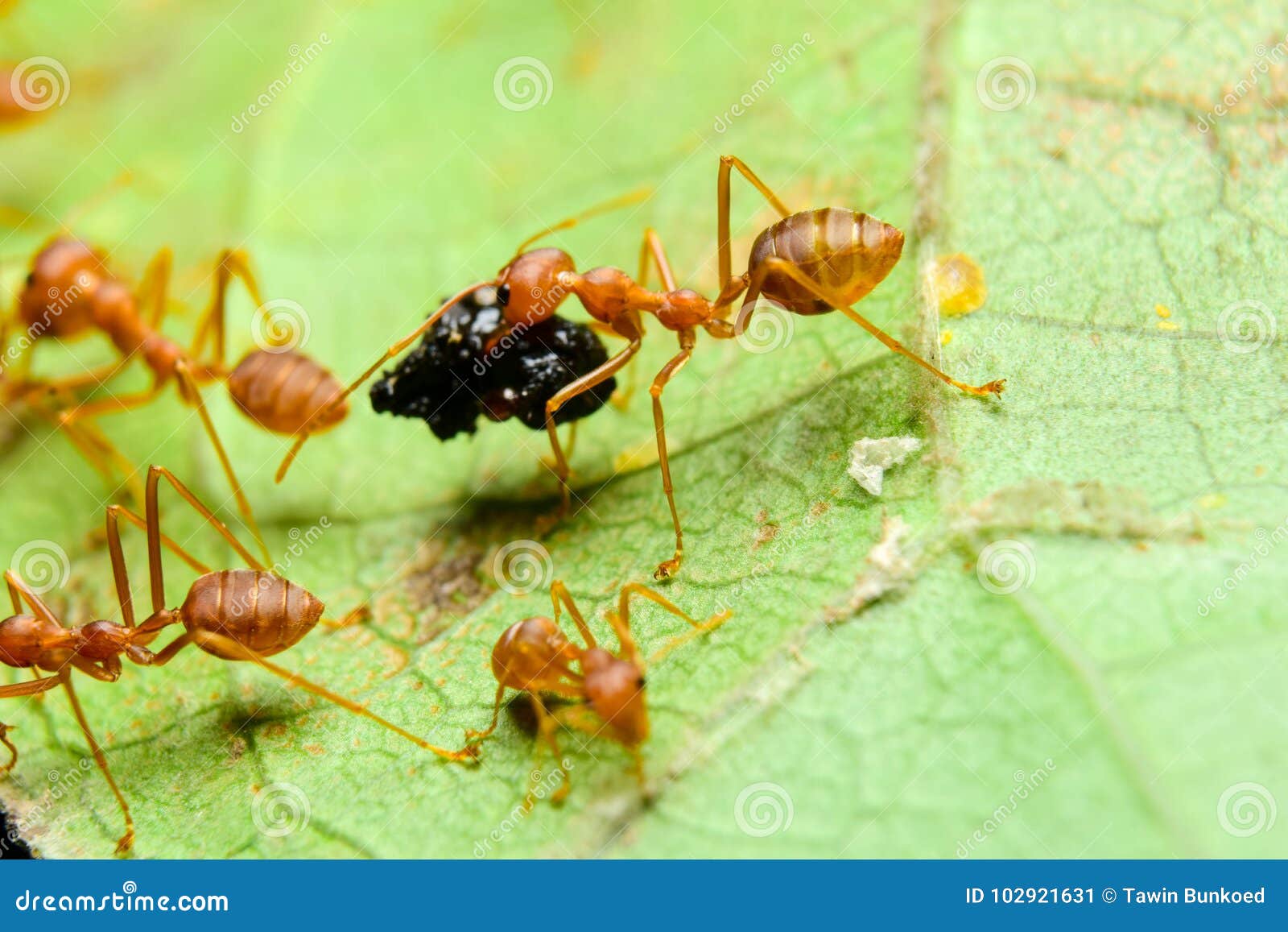 Hormigas rojas imagen de archivo. Imagen de hormiga - 102921631