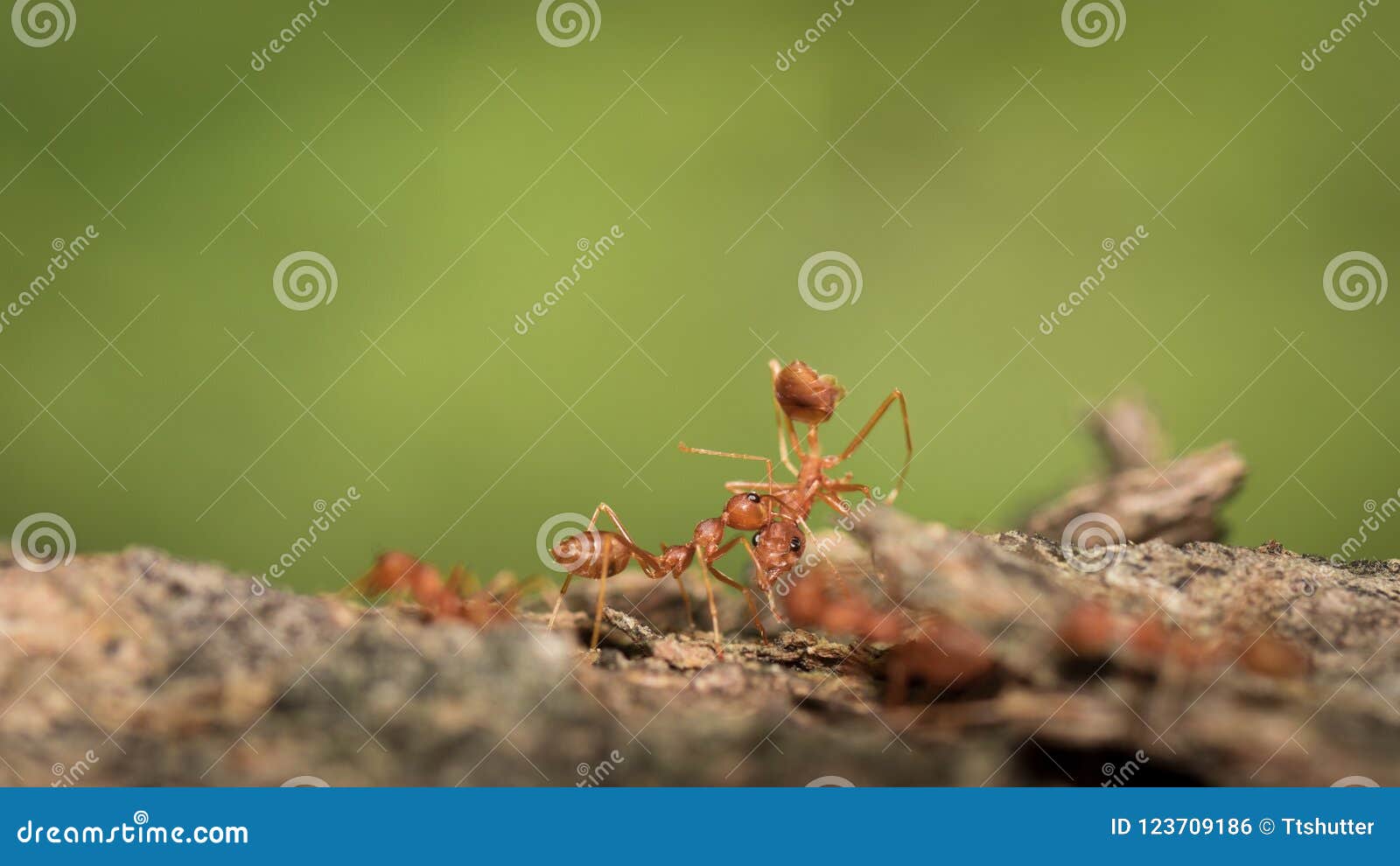 Hormigas rojas foto de archivo. Imagen de pinza, animal - 123709186