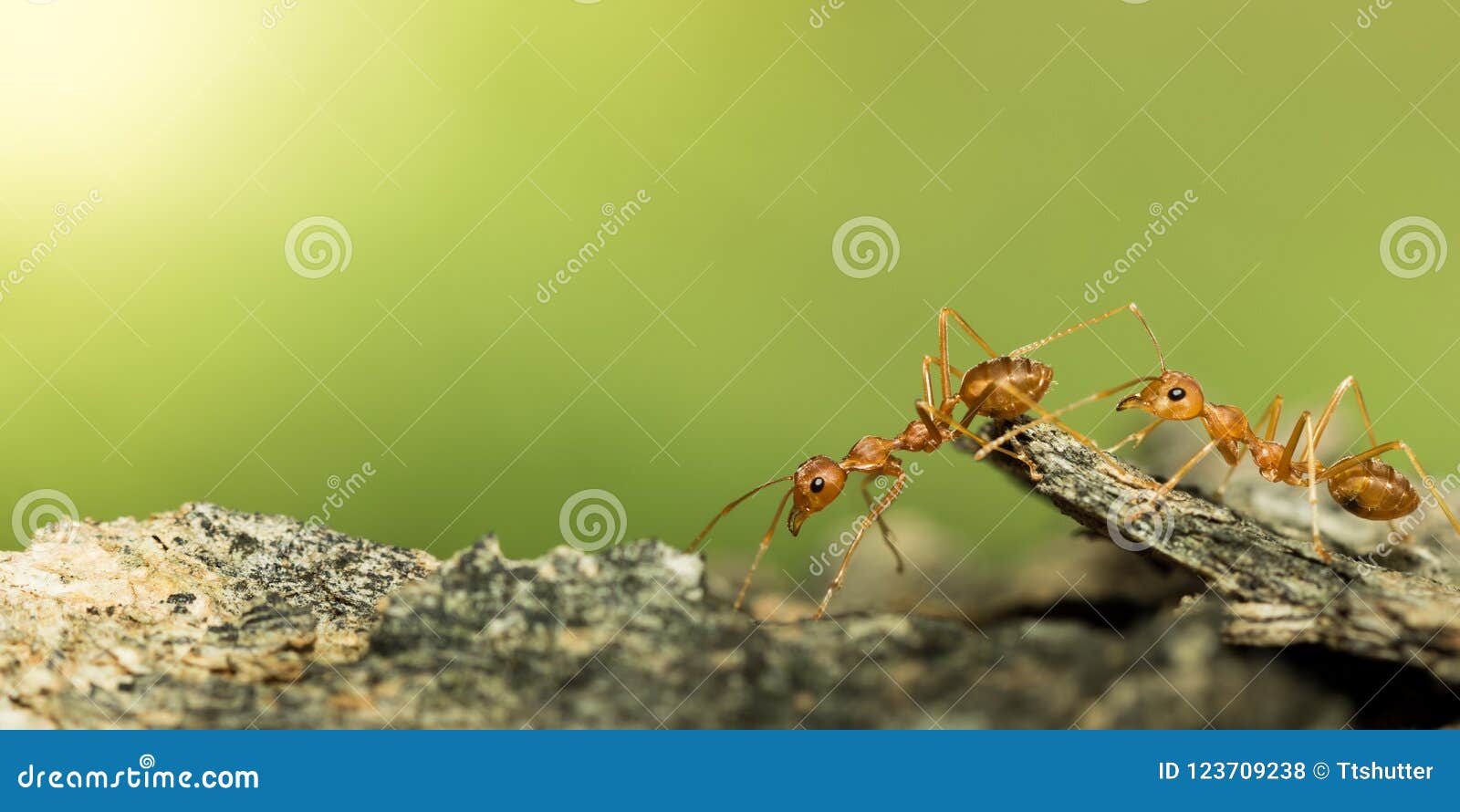 Hormigas rojas foto de archivo. Imagen de travieso, apalancamiento ...