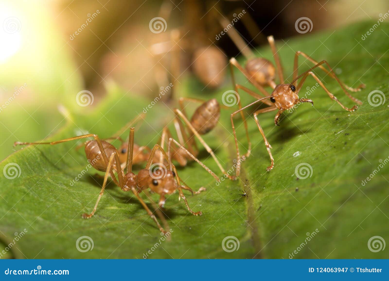 Hormigas rojas imagen de archivo. Imagen de poco, rojo - 124063947