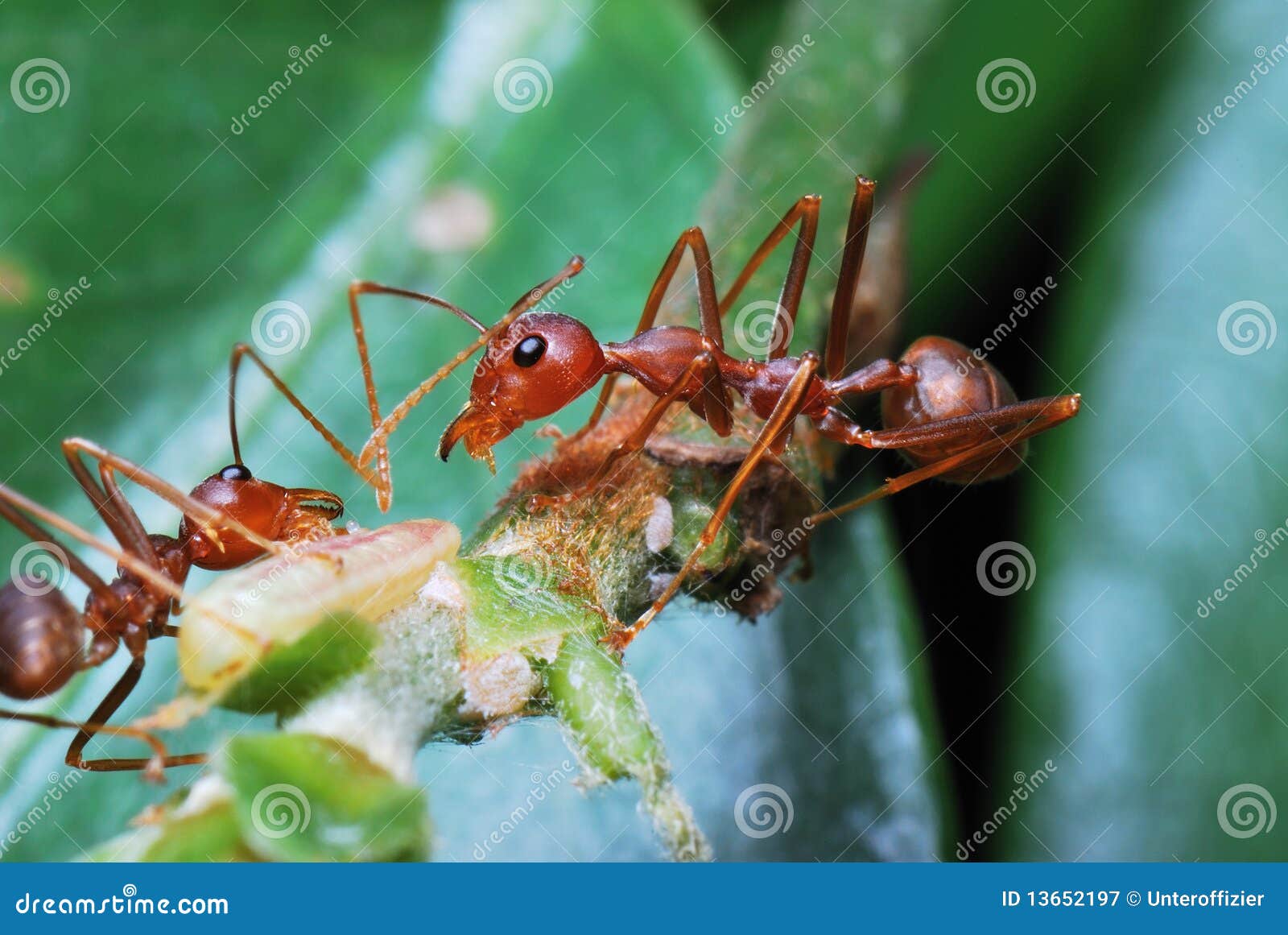 Hormigas rojas imagen de archivo. Imagen de endecha, camuflaje - 13652197