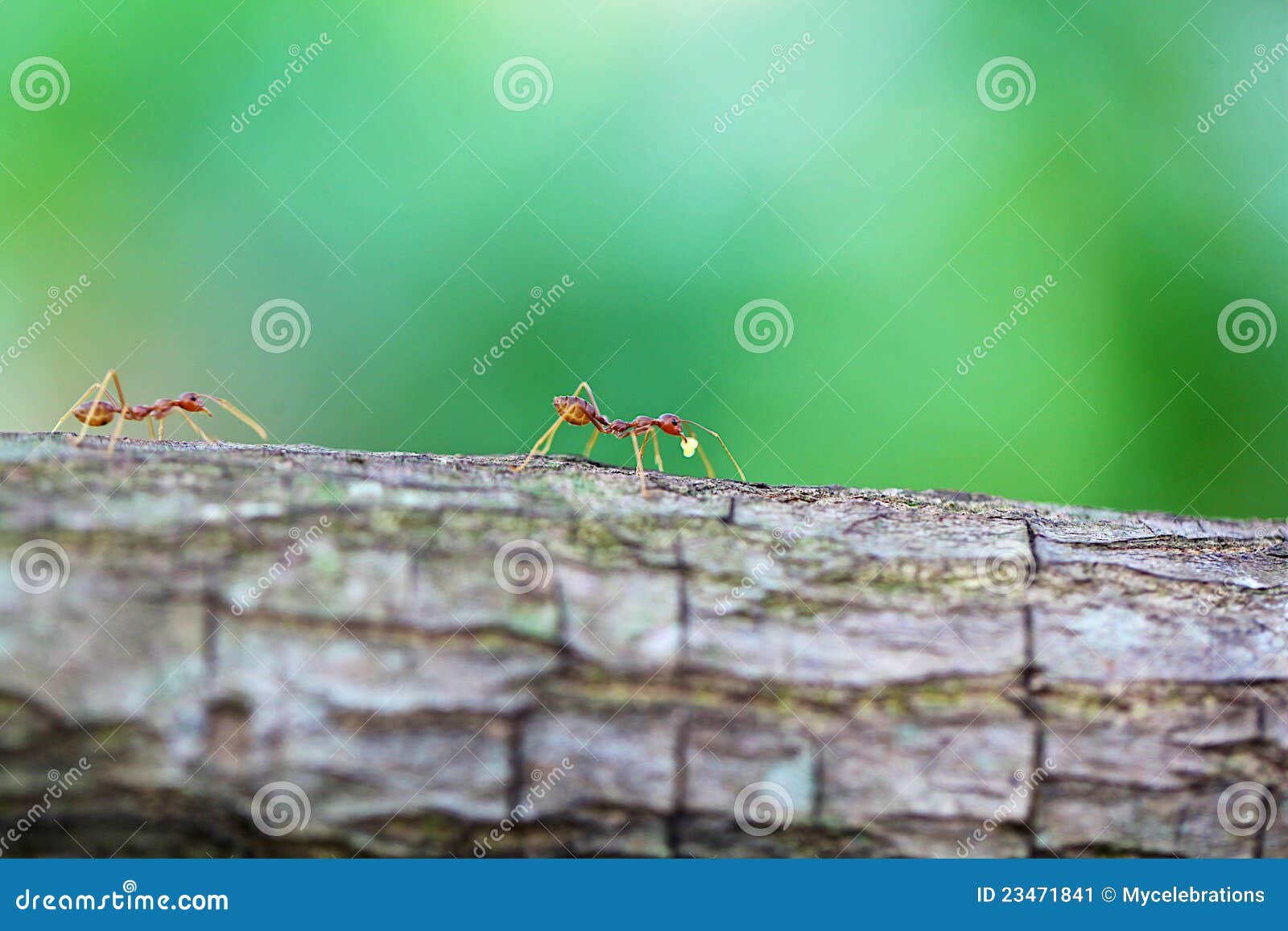 Hormigas rojas imagen de archivo. Imagen de cubo, arrastre - 23471841