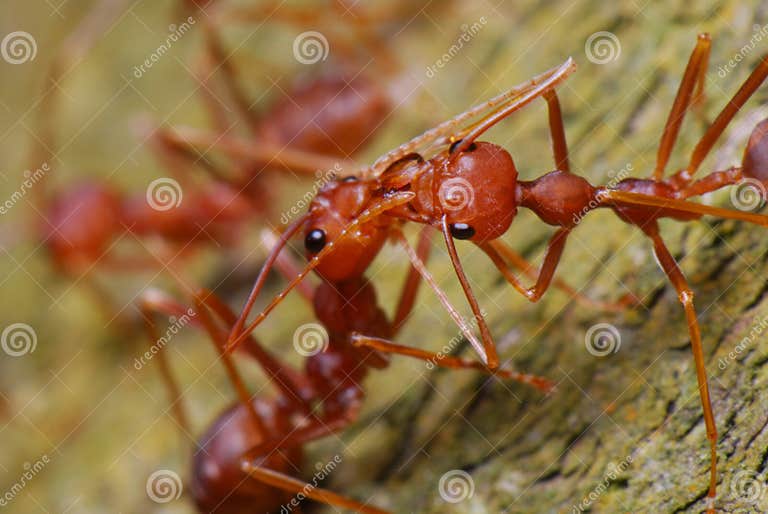 Hormigas rojas foto de archivo. Imagen de tenazas, soldados - 32968640