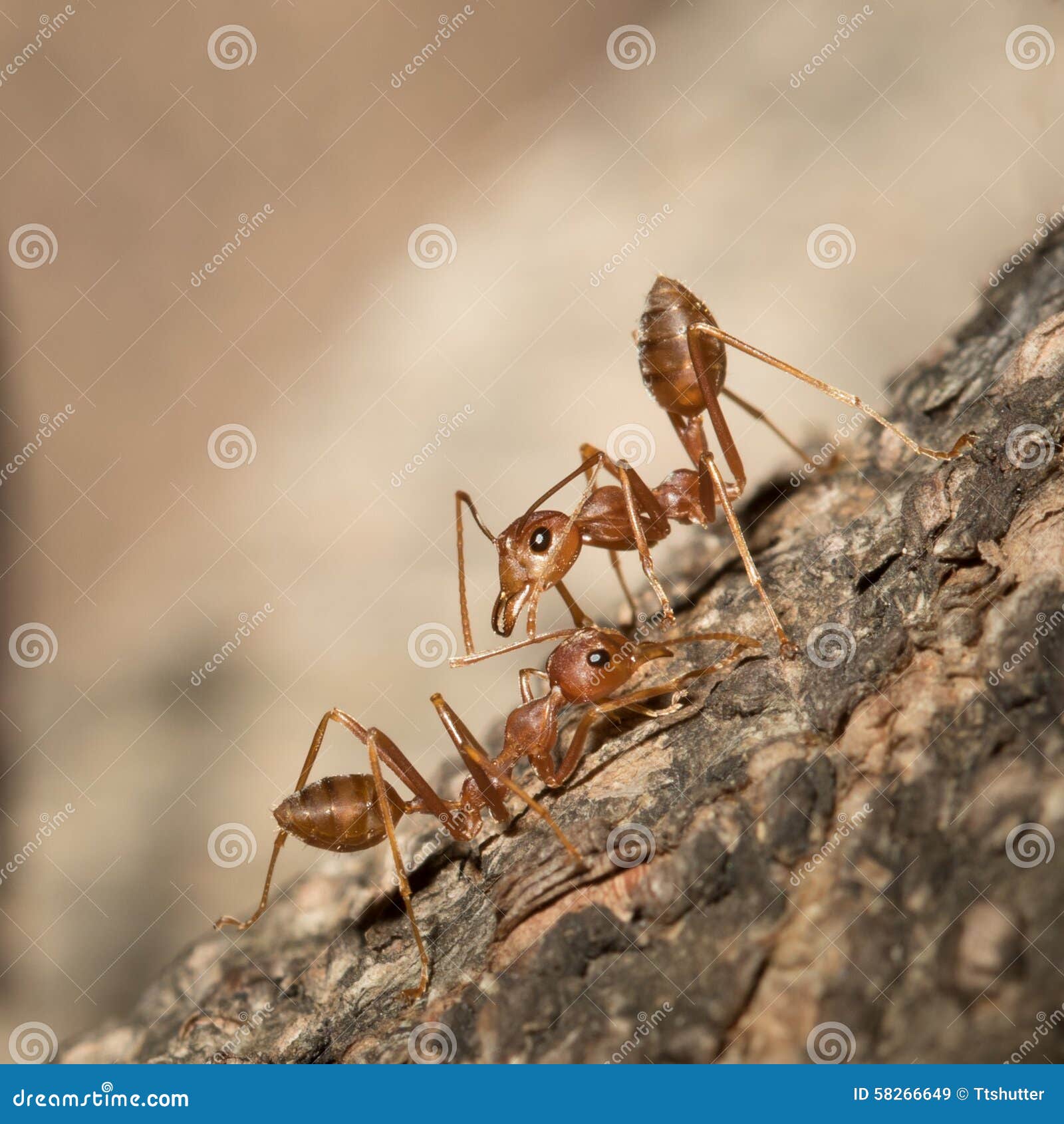 Hormigas rojas imagen de archivo. Imagen de pinza, hormiga - 58266649