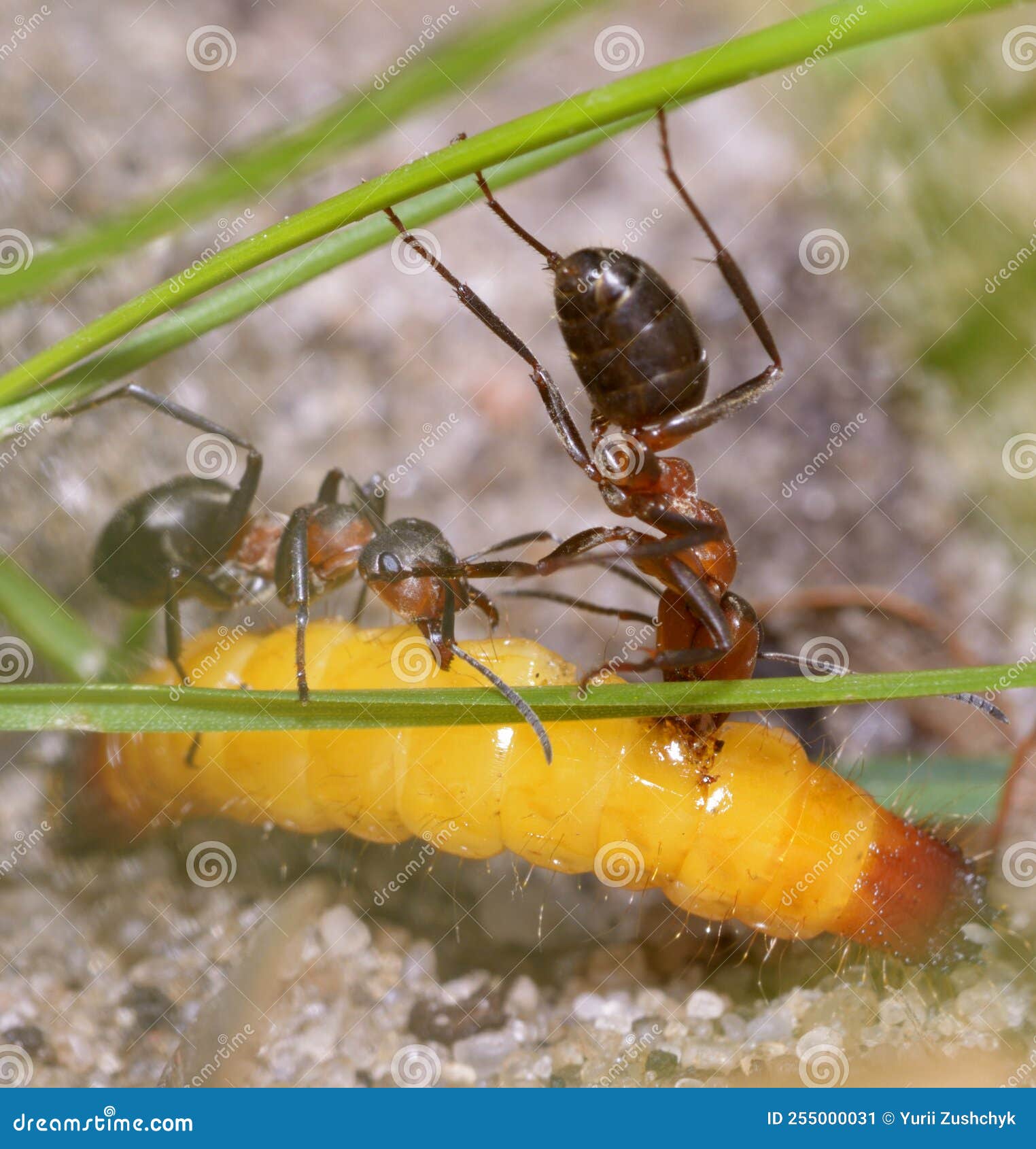 Hormigas Rojas Comiendo Oruga Amarilla Imagen de archivo - Imagen de ...