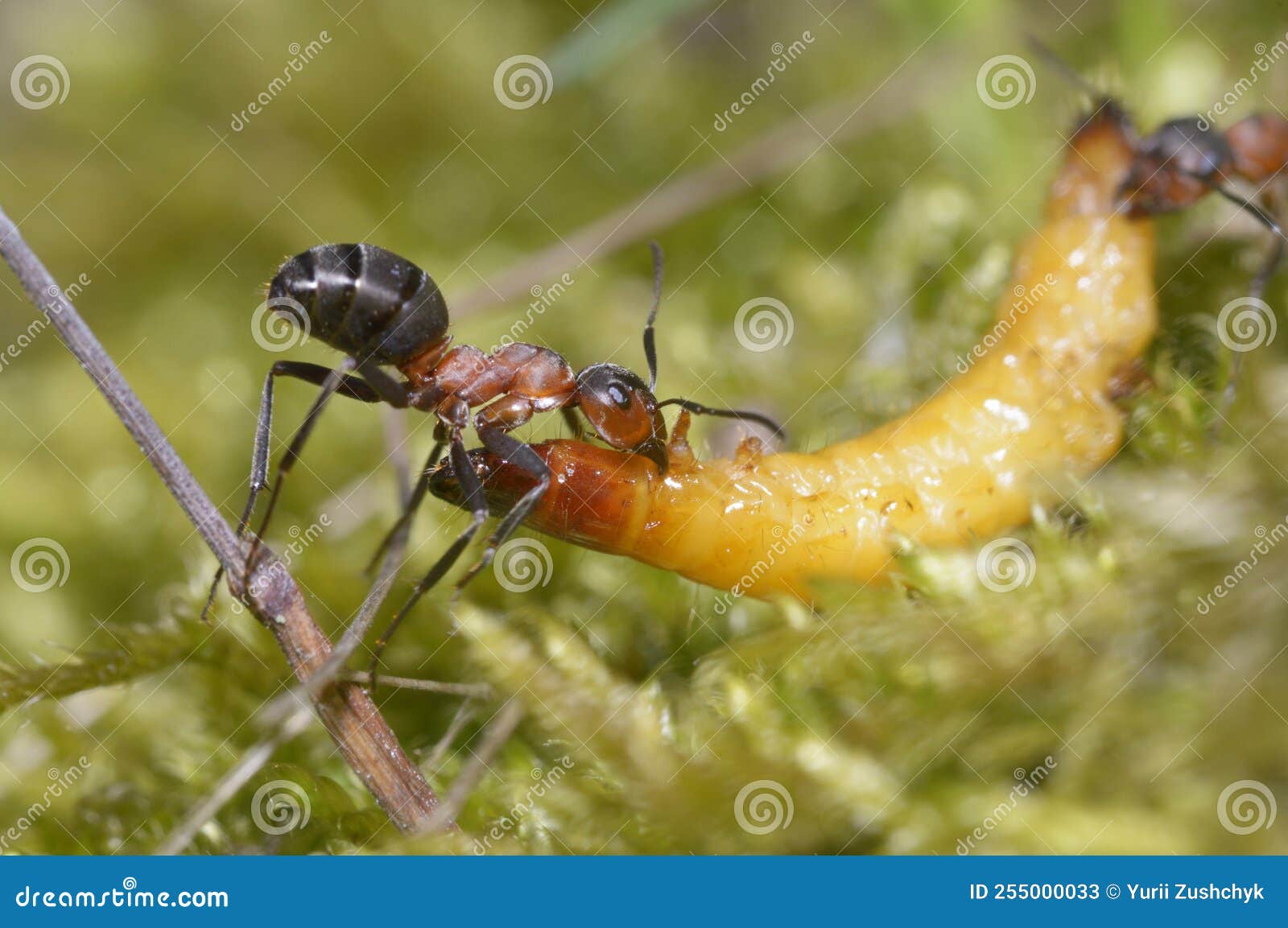 Hormigas Rojas Comiendo Oruga Amarilla Imagen de archivo - Imagen de ...