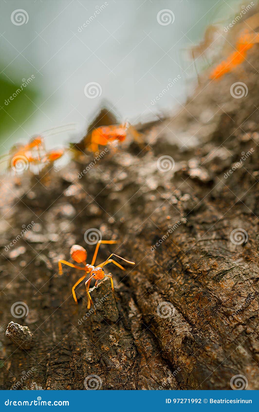 Hormigas Rojas Hormigas Del Soldado Foto de archivo - Imagen de ...