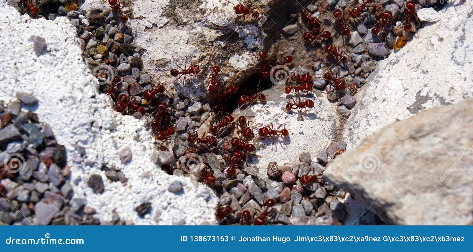 Hormigas rojas mexicanas imagen de archivo. Imagen de principal - 138673163