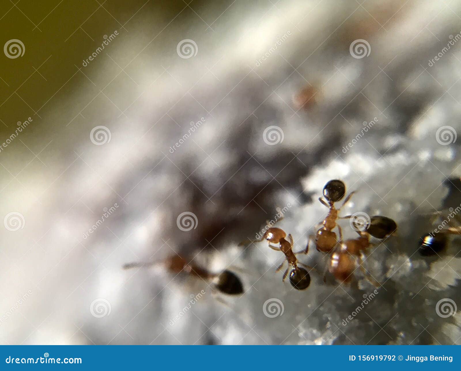 Hormigas rojas negras foto de archivo. Imagen de negro - 156919792