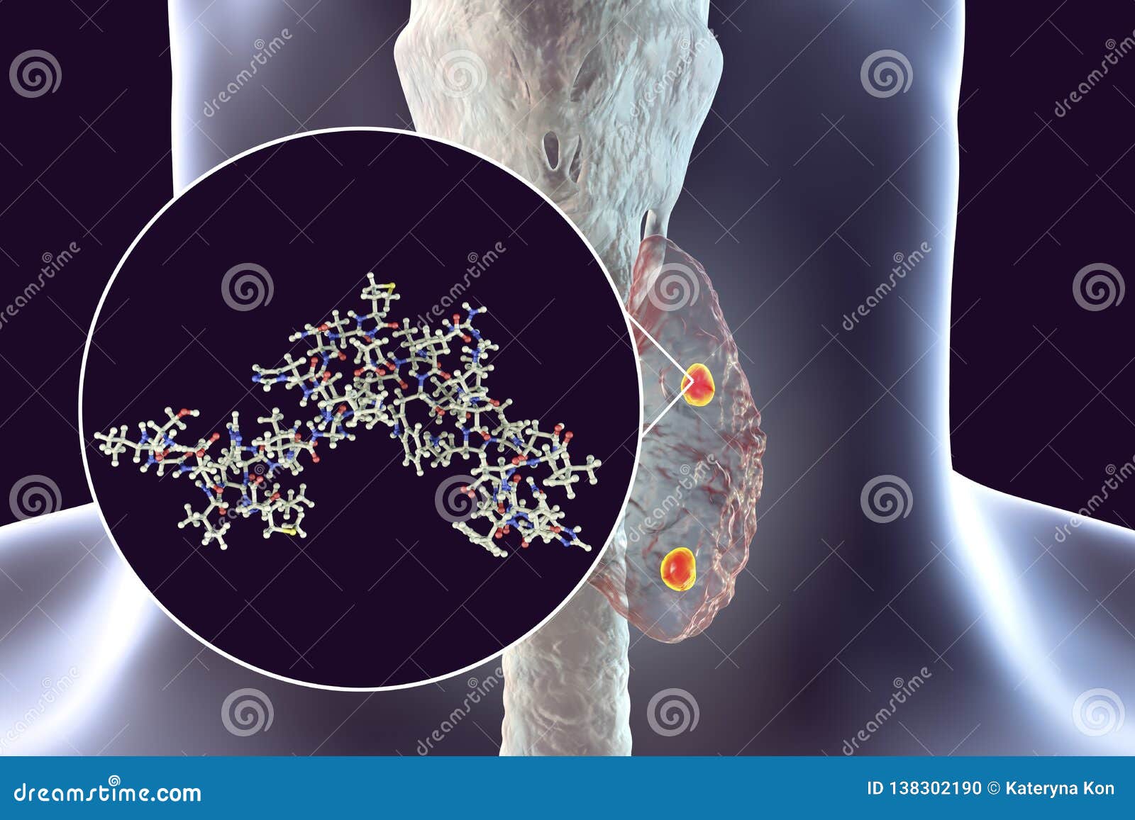Hormona Paratiroides Humana Stock de ilustración - Ilustración de ...