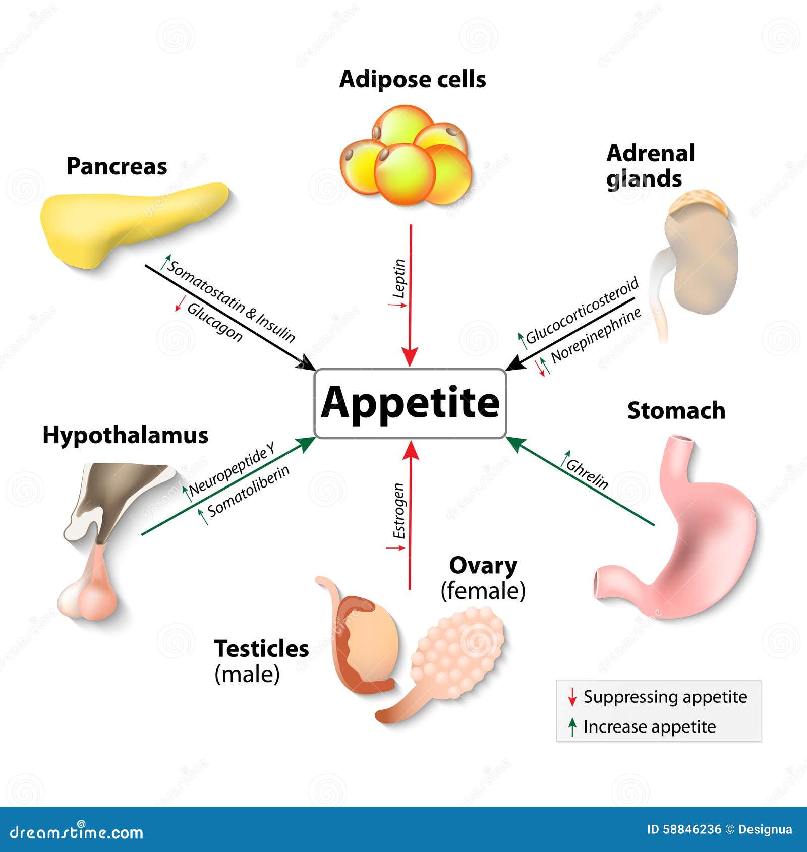 Hormonen en Eetlust vector illustratie. Illustration of eetlust - 58846236