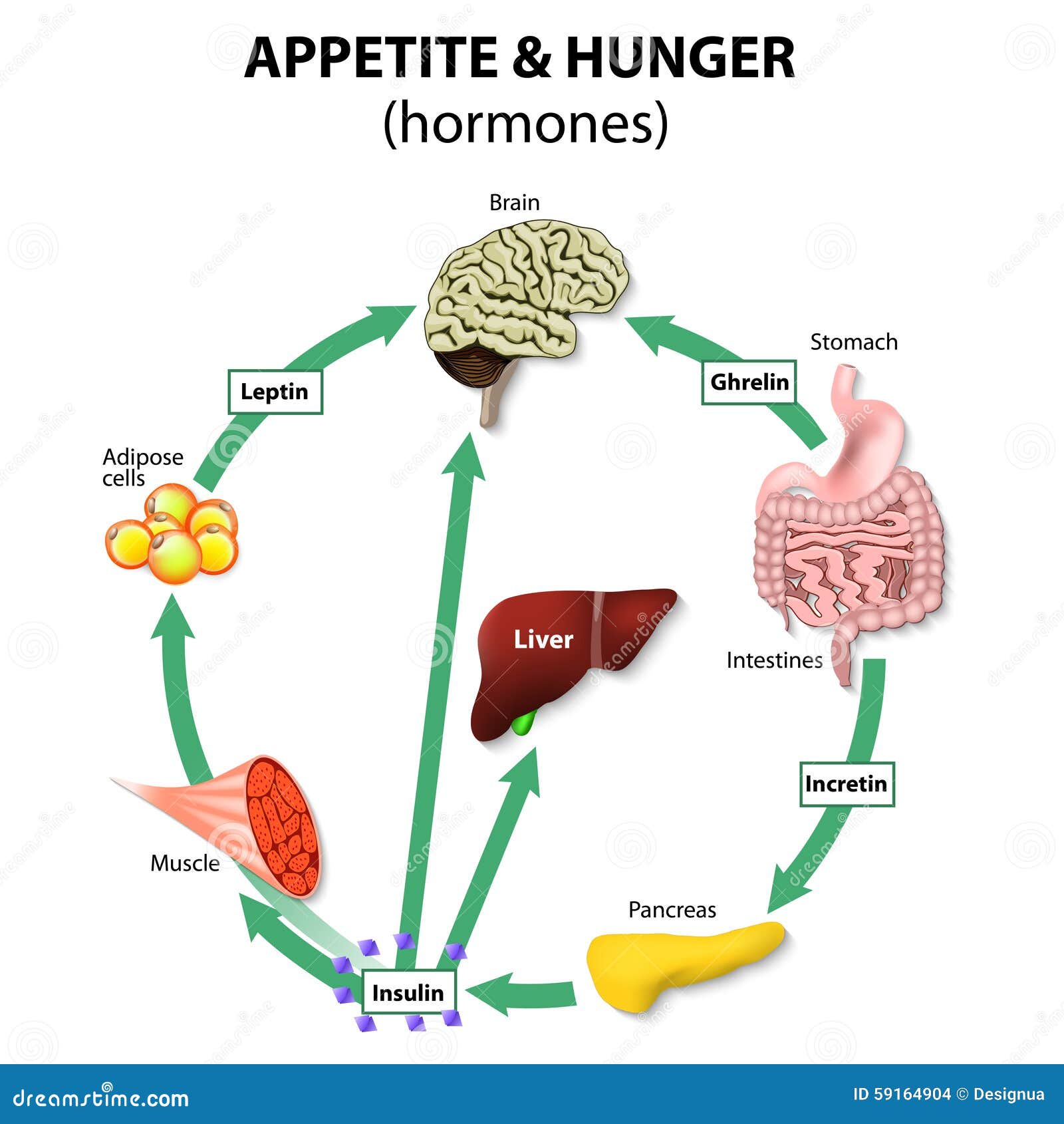 Ghrelin And Leptin Cartoon Vector | CartoonDealer.com #59125617 Ghrelin And Leptin Cartoon Vector | CartoonDealer.com #59125617