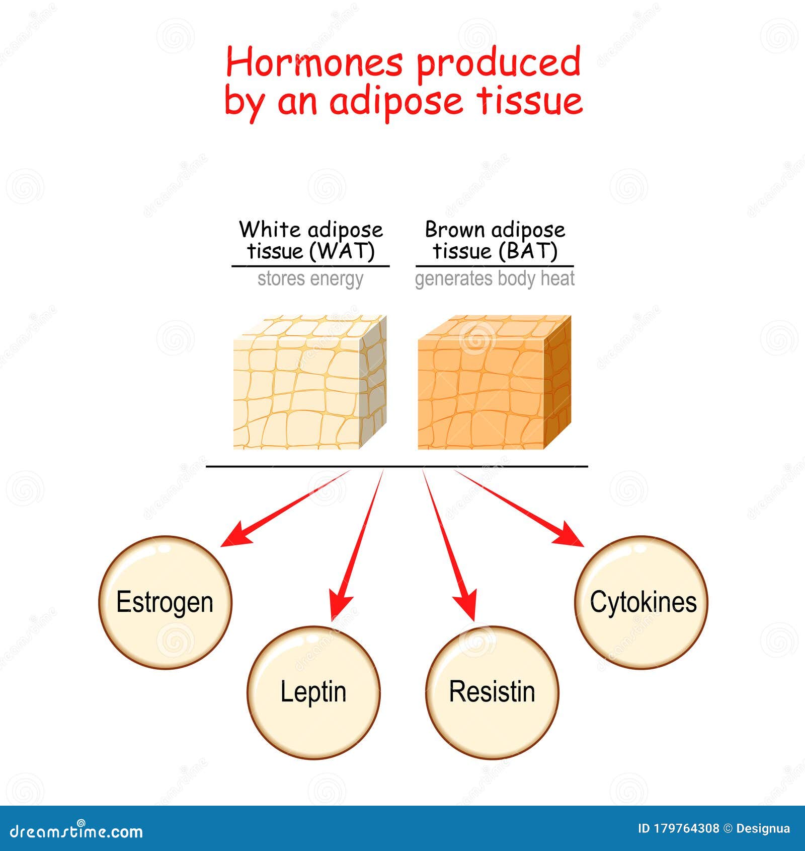 What Molecule Is Stored In Adipose Tissue - Form example download What Molecule Is Stored In Adipose Tissue - Form example download