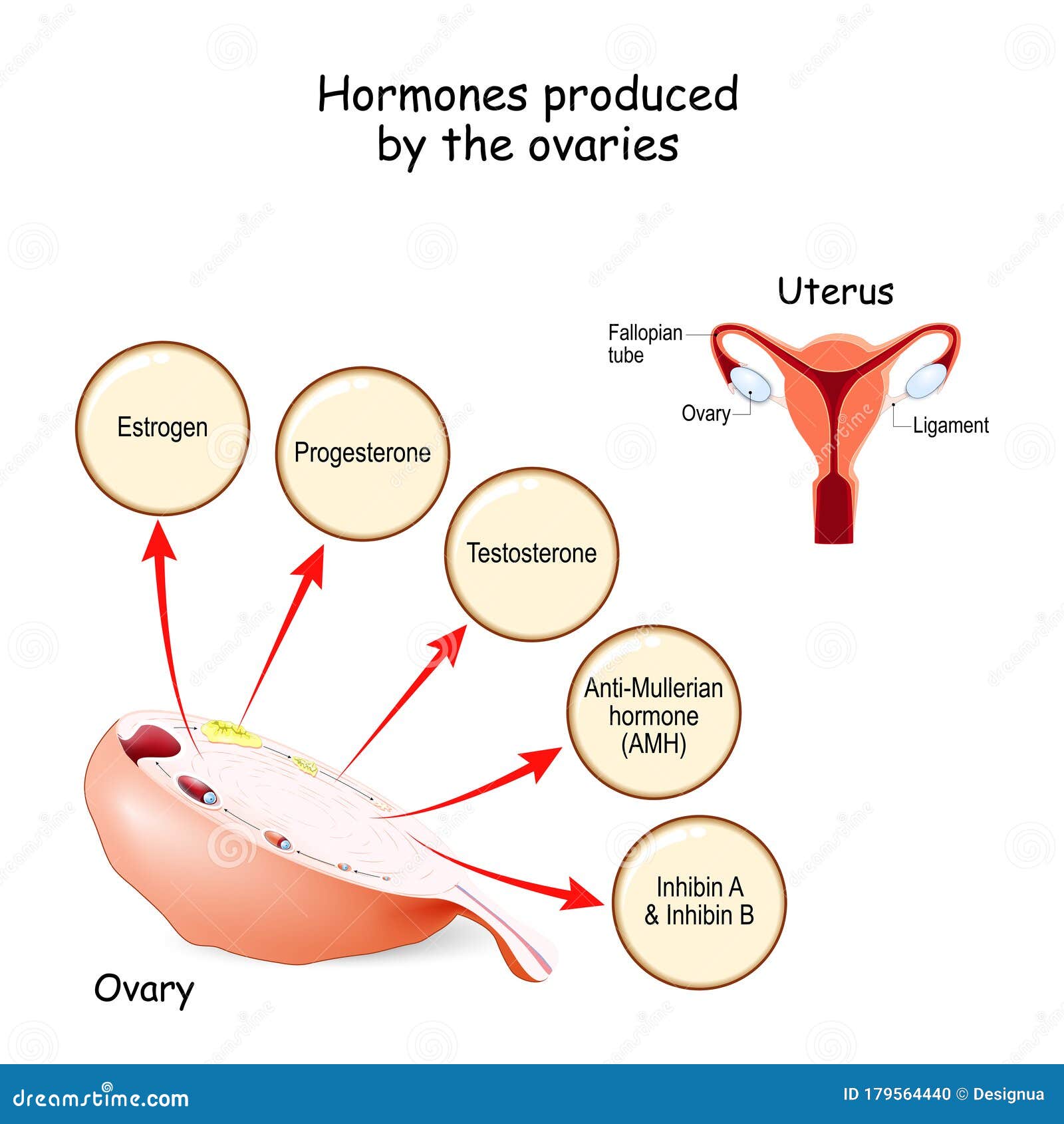 Hormones Produced By The Ovaries Human Endocrine System Stock Vector