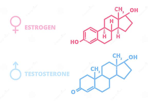 Hormones Sexuelles Structure Chimique De Testostérone Doestrogène D