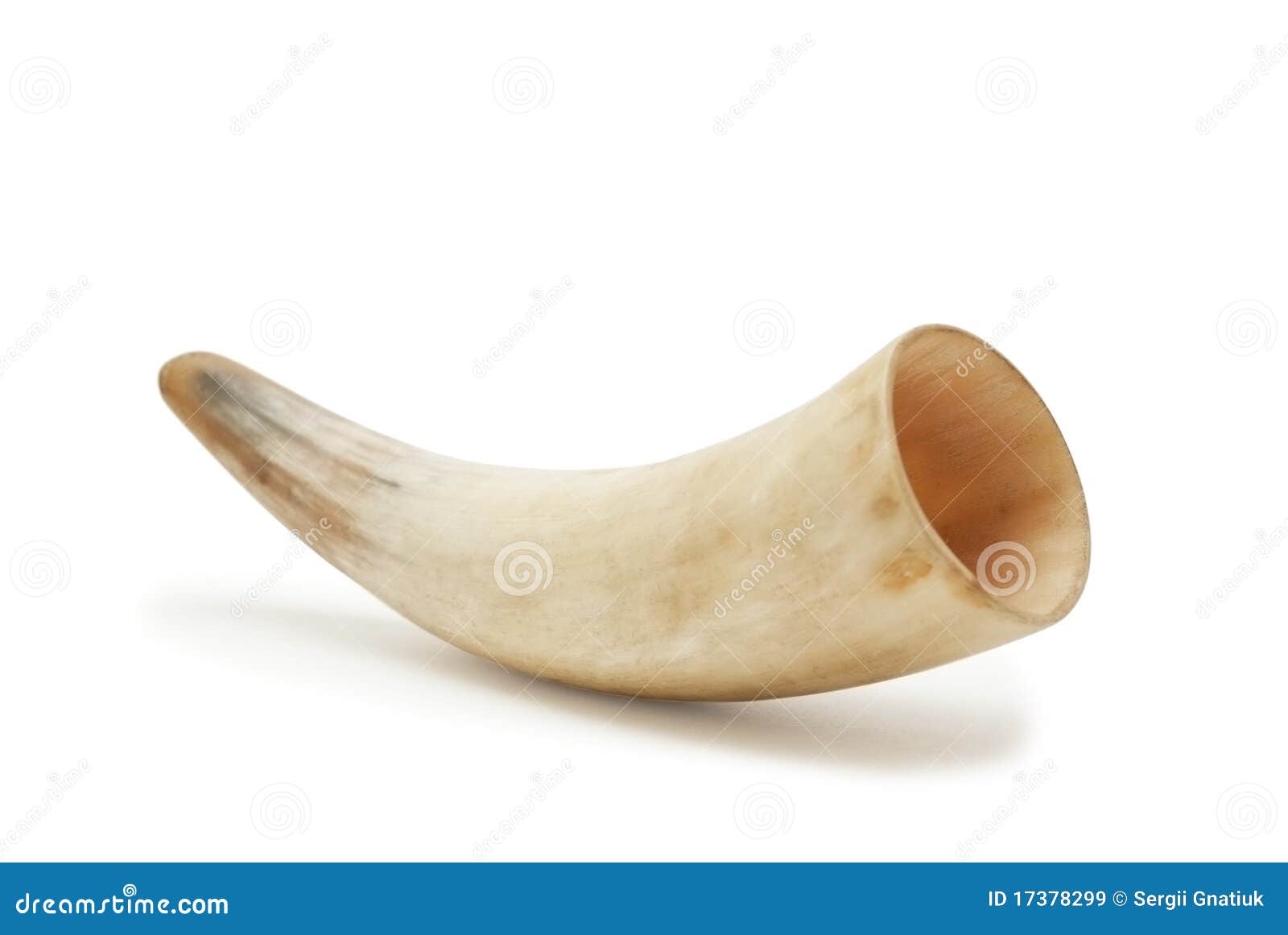 Horn stock image. Image of horned, vent, animal, cattle - 17378299