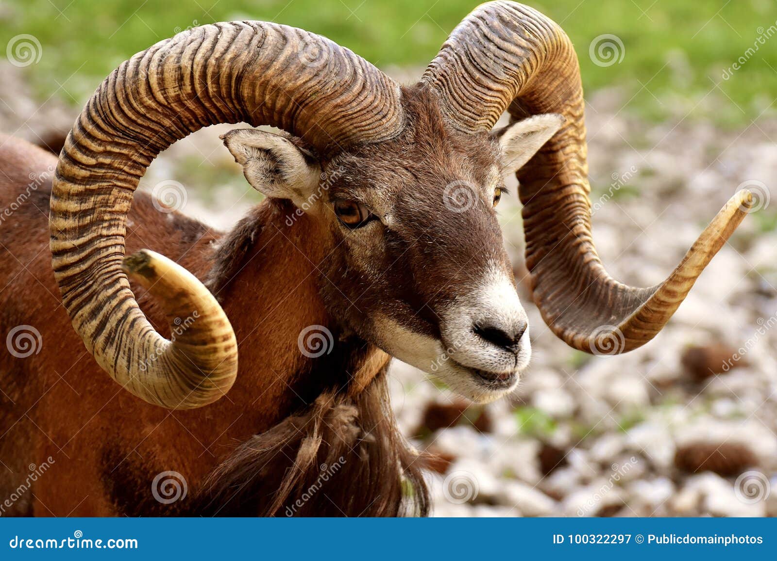 Horn, Argali, Fauna, Terrestrial Animal Picture. Image: 100322297