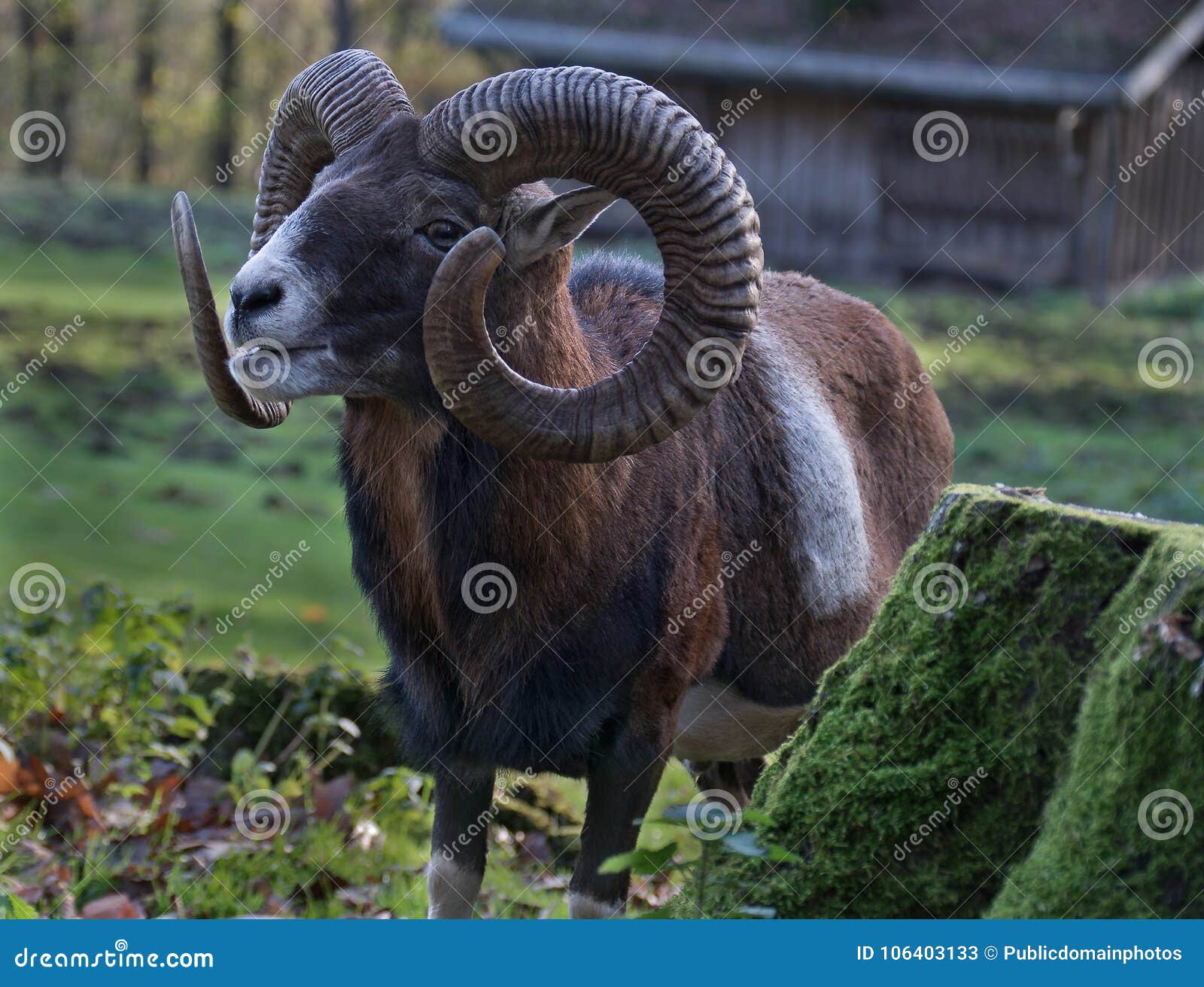 Horn, Argali, Fauna, Terrestrial Animal Picture. Image: 106403133