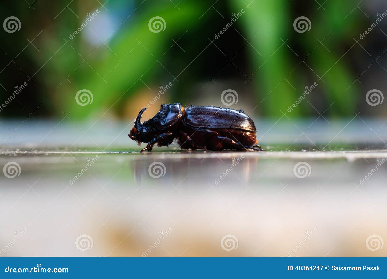 Horn beetle side view stock image. Image of head, horned - 40364247