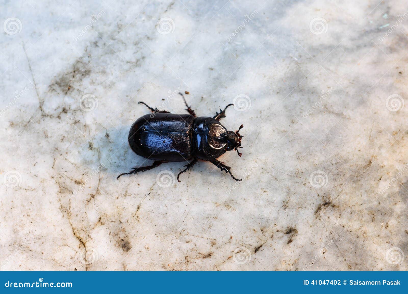 Horn beetle top view stock photo. Image of head, scary - 41047402