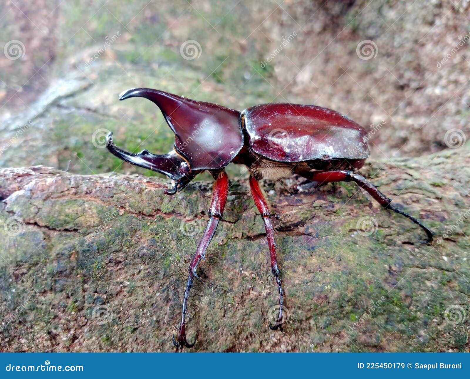 The Horn Beetle on the Tree, One of the Strongest Fighters among the ...
