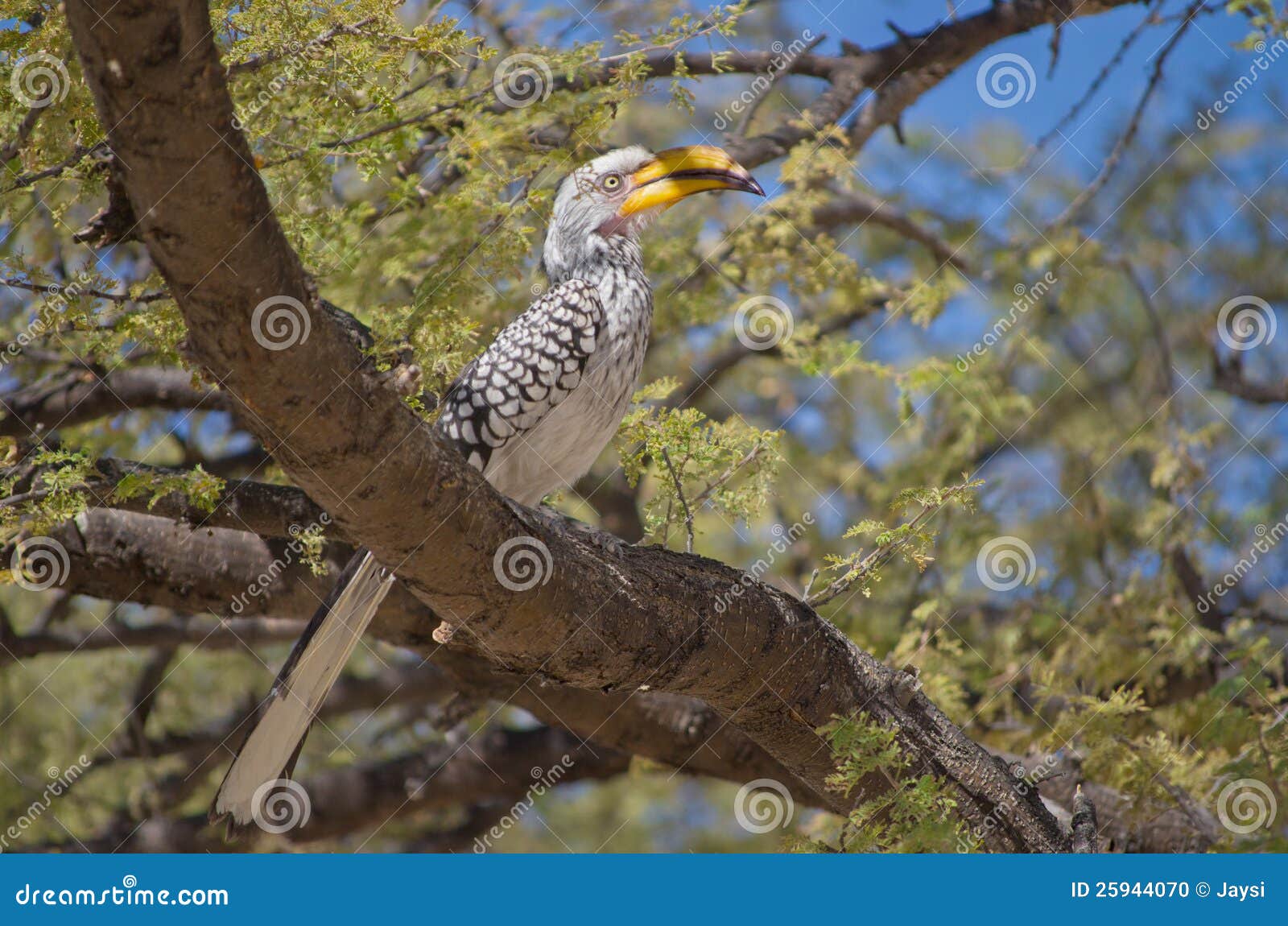 Horn bill bird stock photo. Image of national, kruger - 25944070