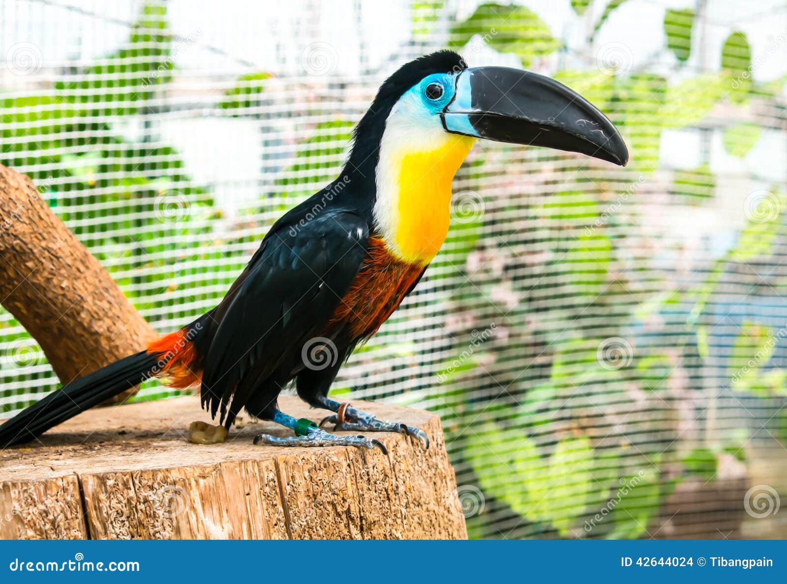 Horn bill bird stock photo. Image of amazon, tockus, bill - 42644024