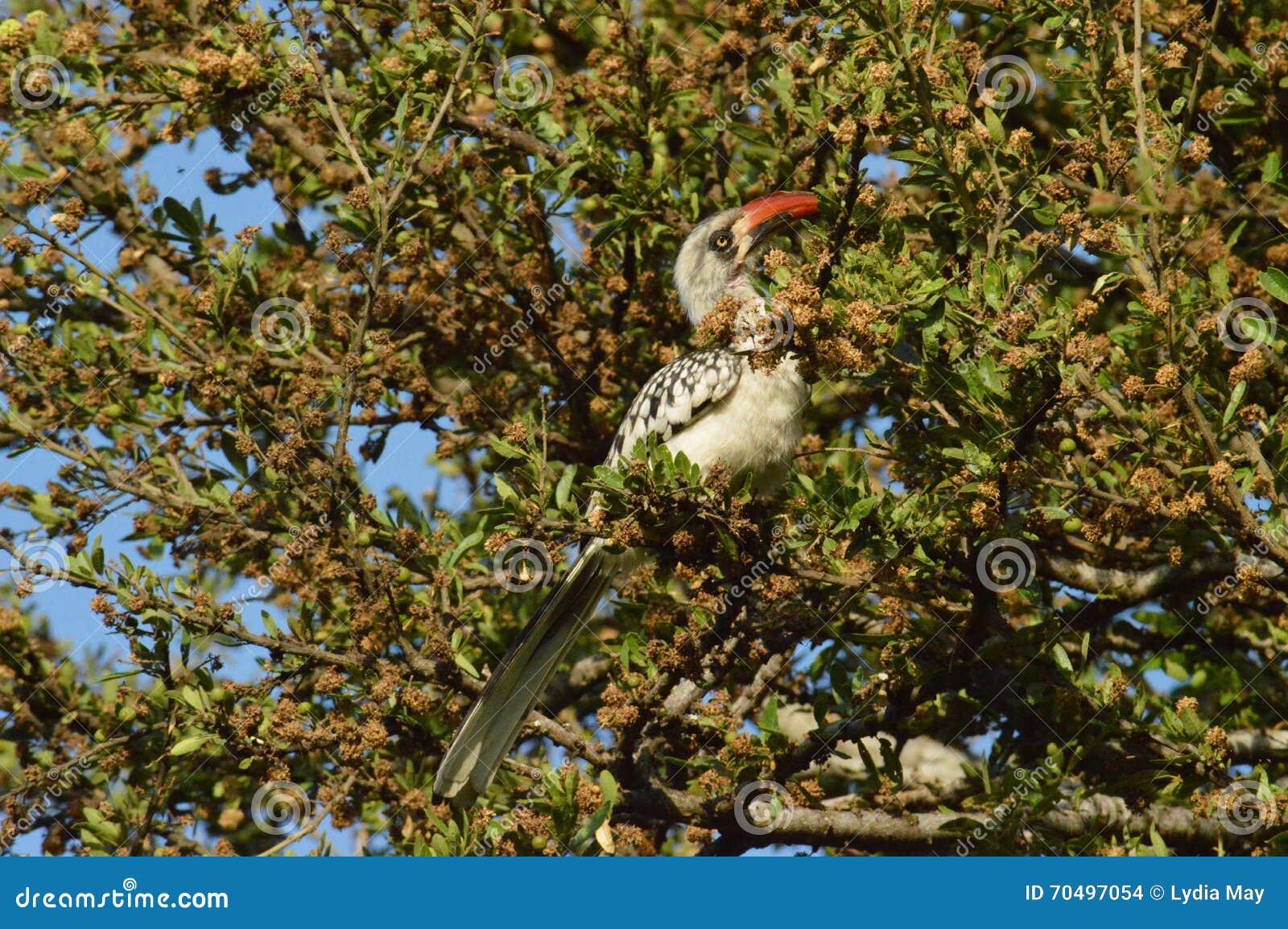 Horn bill bird stock photo. Image of tanzania, bird, tree - 70497054