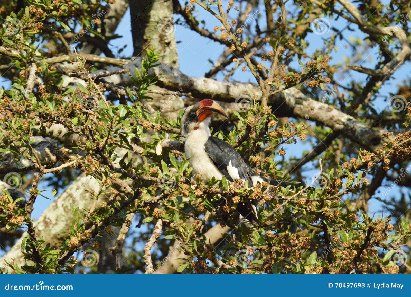 Horn bill bird stock image. Image of tree, birding, horn - 70497693