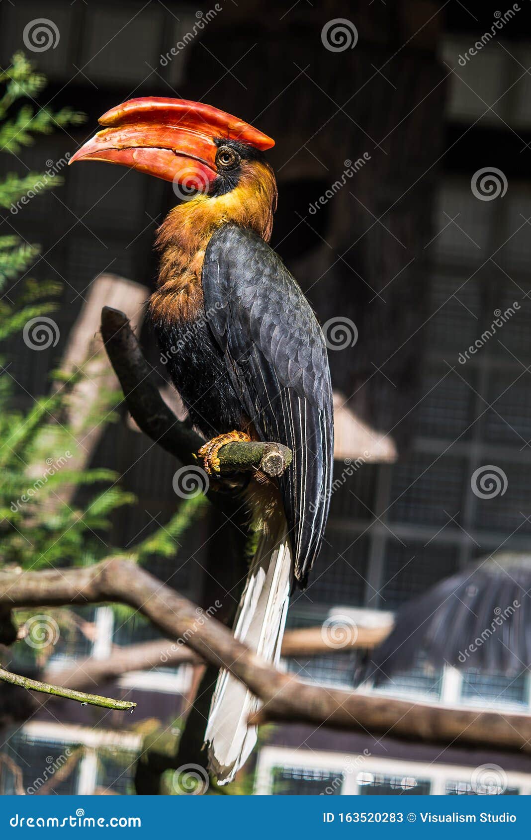 A Horn Bill with Black Feathers and a Large Beak Perched on a Tree ...